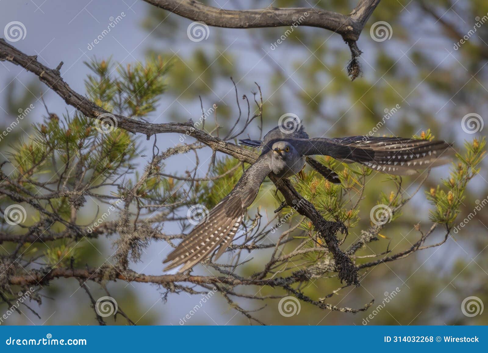 Common Cuckoo Taking Off from a Tree Branch in a Forest Setting Stock ...