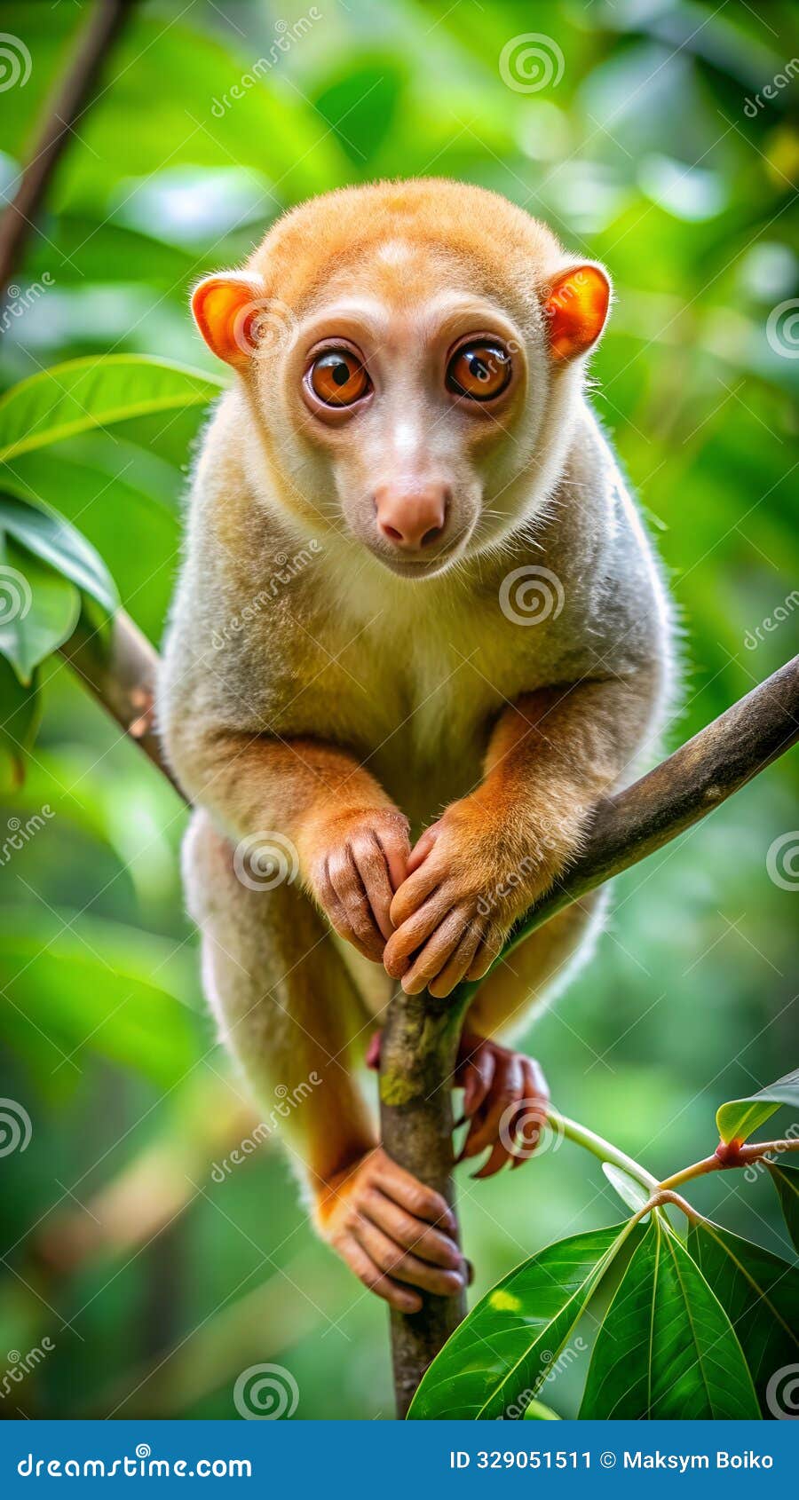 Common Cuscus Monkey Goes Jungle Stock Illustration - Illustration of ...