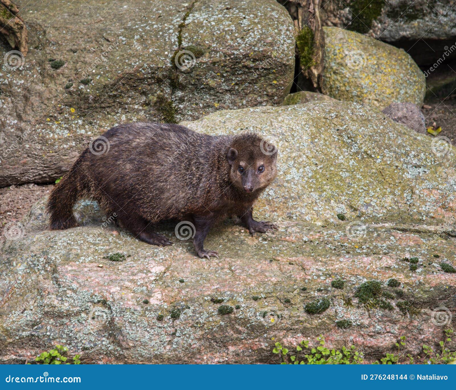 Common Cusimanse, the Long-nosed Kusimanse with a Wiry Texture Down the ...