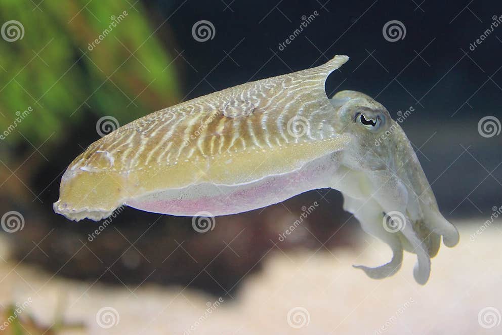Common cuttlefish stock photo. Image of common, life - 28772288