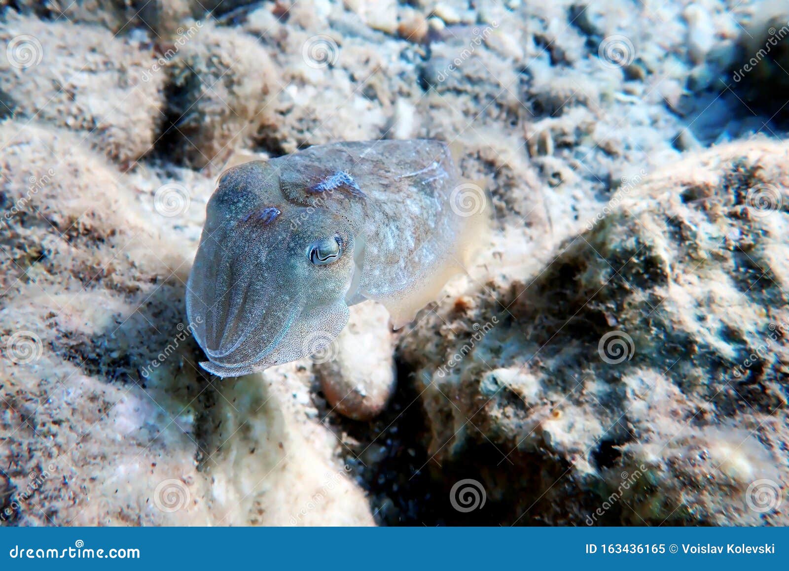 European Common Cuttlefish - Sepia Officinalis Stock Image - Image of ...