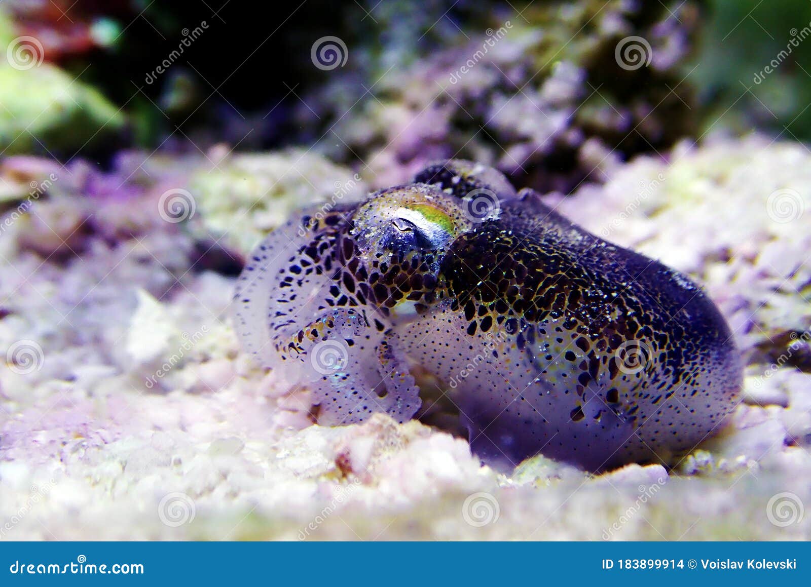 Juvenile European Common Cuttlefish - Sepia Officinalis Stock Photo ...