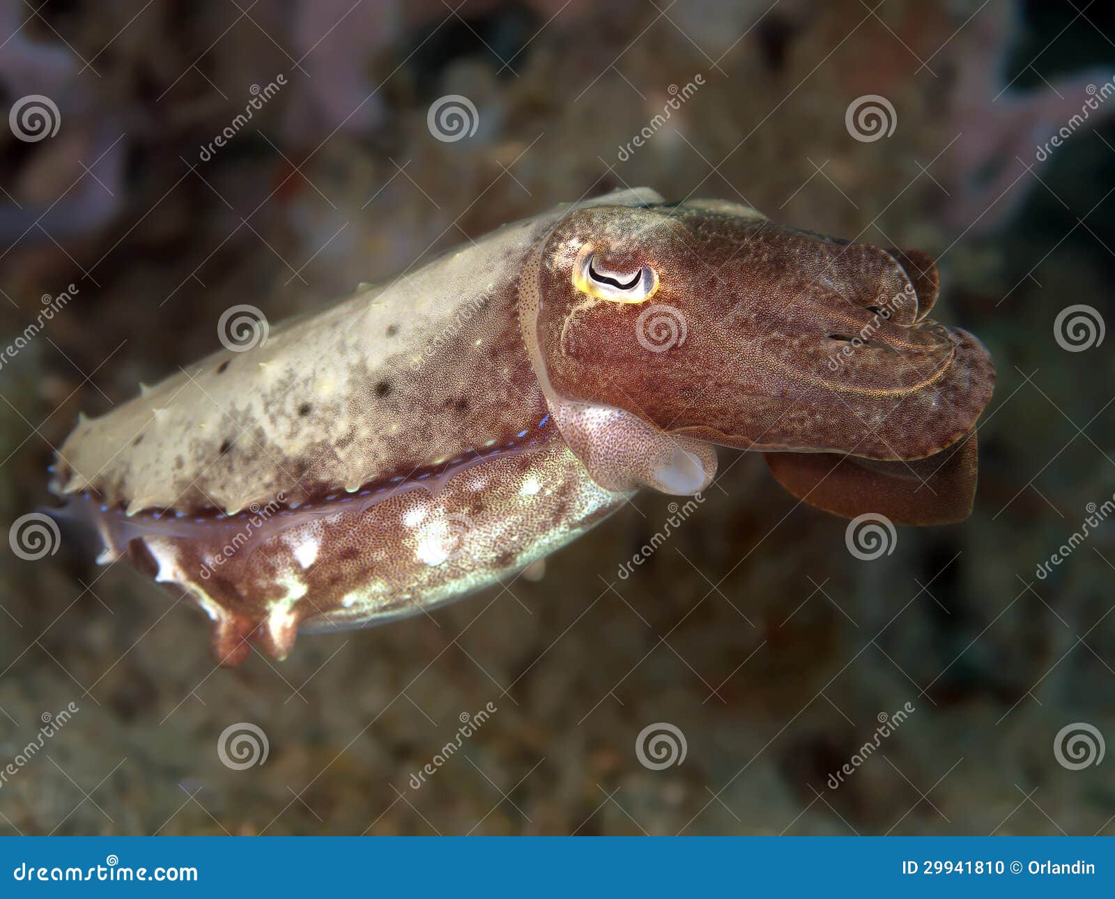 Common cuttlefish stock photo. Image of nature, animal - 29941810