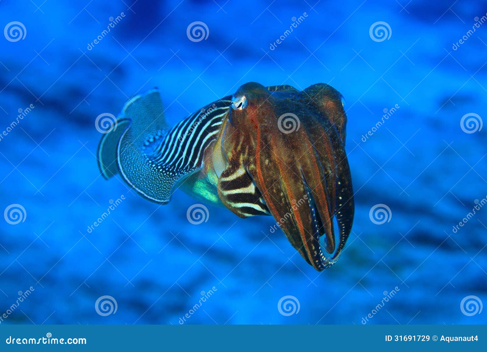 Common cuttlefish stock image. Image of gran, intelligent - 31691729