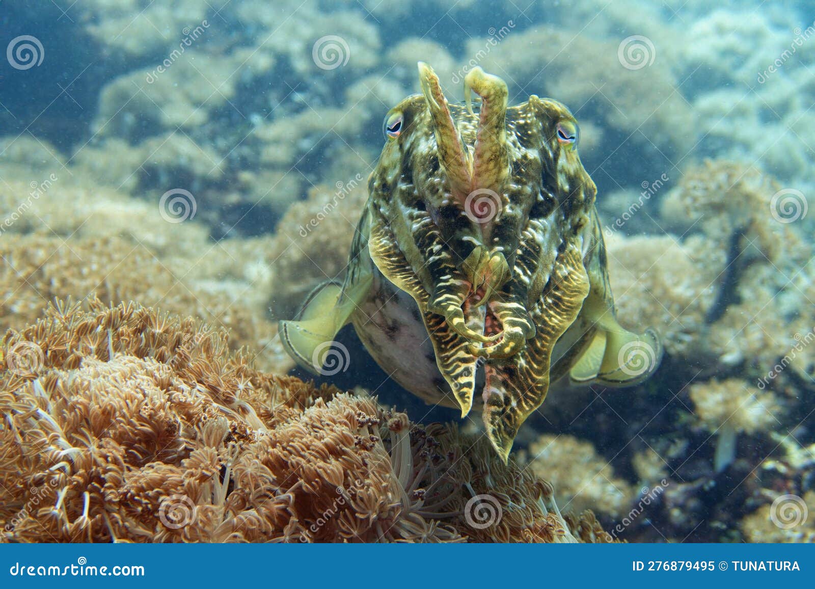 Common Cuttlefish (Sepia Officinalis) Over Coral Reef Stock Image ...