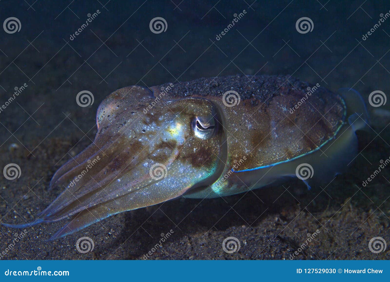 Common Cuttlefish Sepiida Sp. Stock Photo - Image of cuttlefish, ocean ...