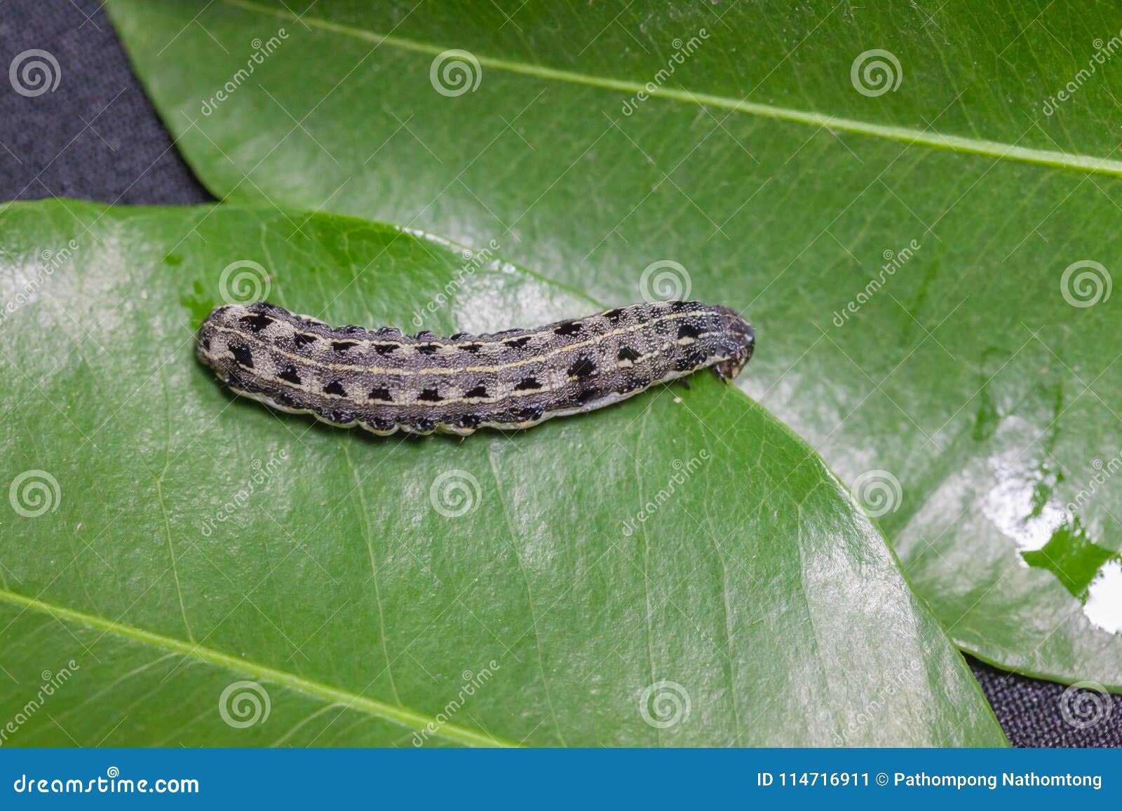 Common cutworm on leaves stock image. Image of litura - 114716911