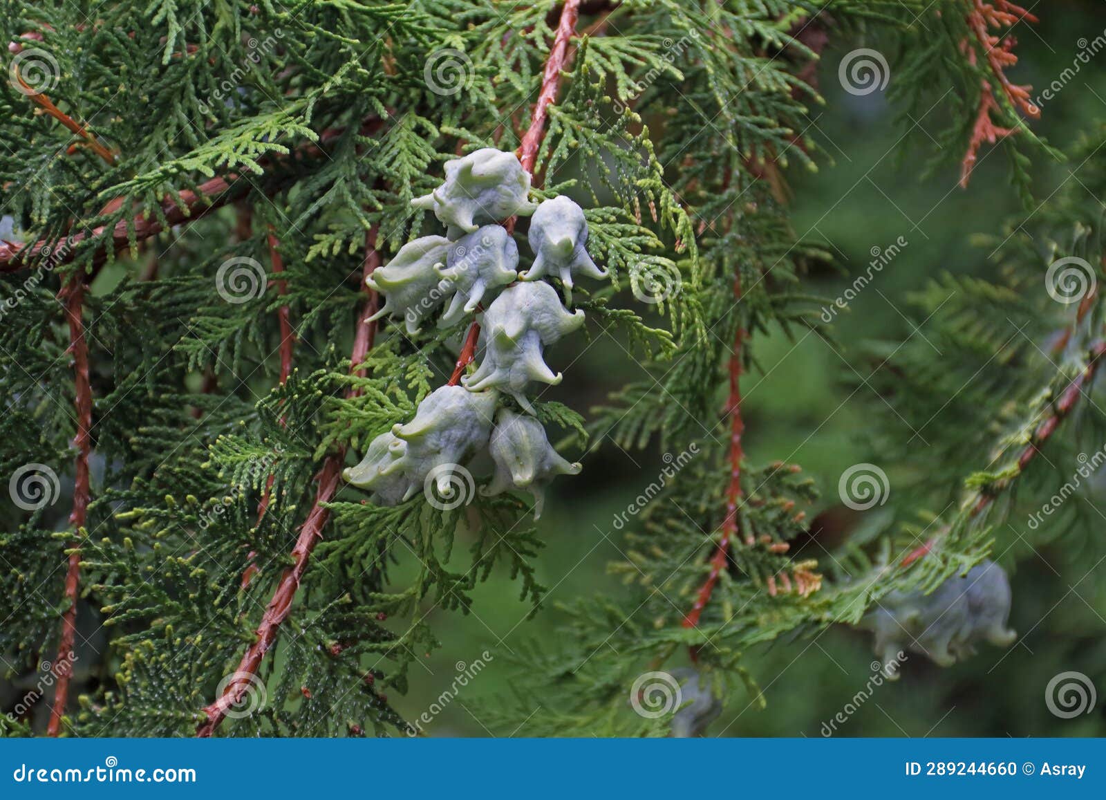 Common Cypress and Its Fruits Stock Photo - Image of green, garden ...