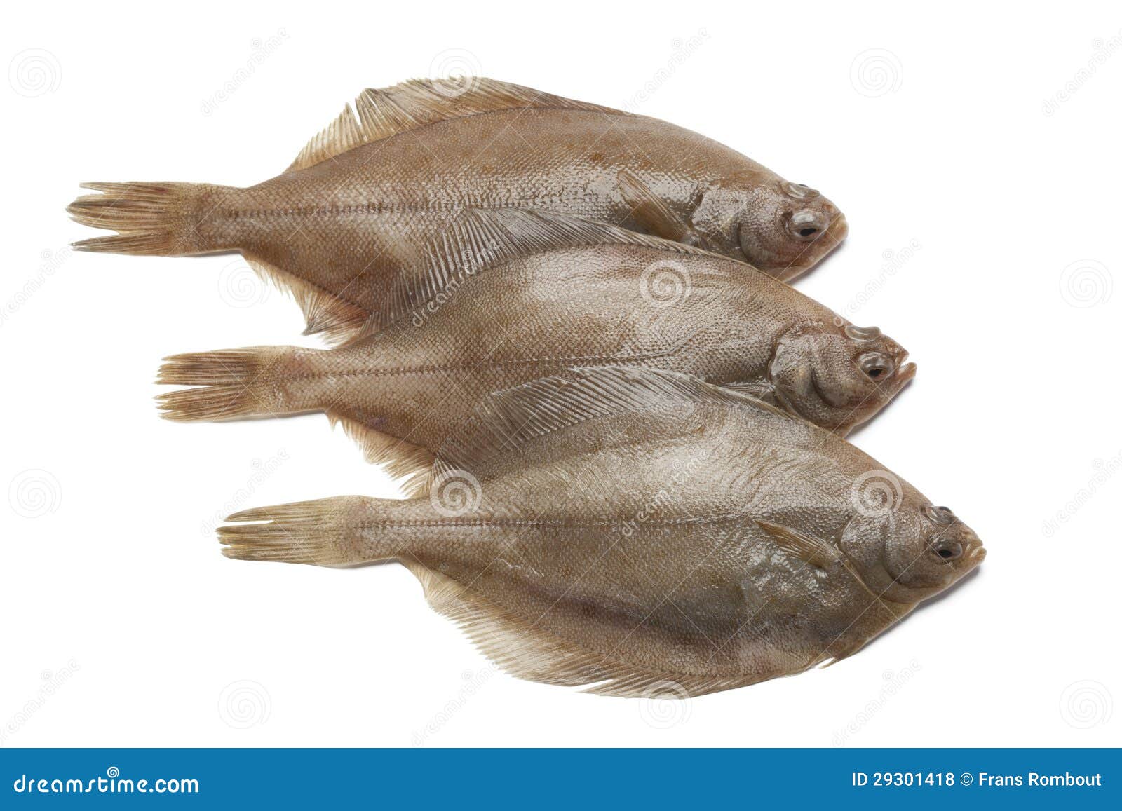 142 Common Flatfish Stock Photos - Free & Royalty-Free Stock Photos ...