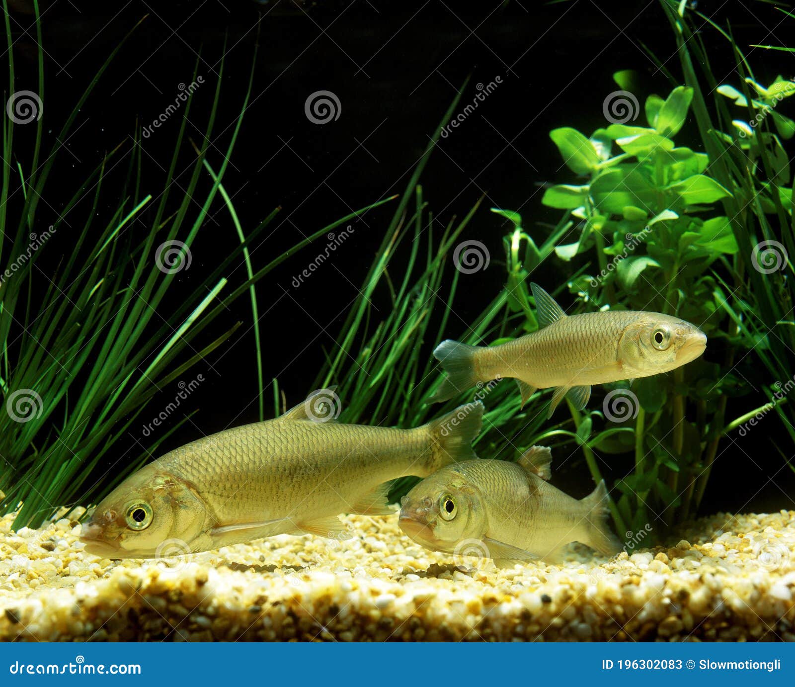 Common Dace, Leuciscus Leuciscus Stock Image - Image of cyprinidae ...