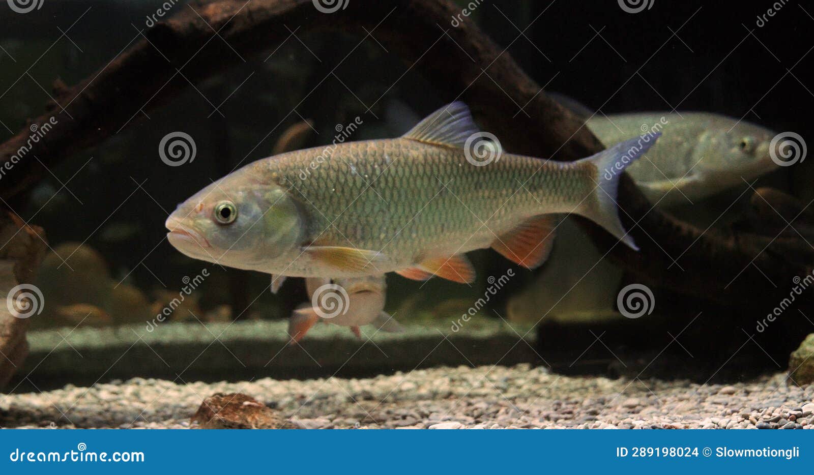 Common Dace, Leuciscus Leuciscus, Adults Swimming Stock Photo - Image ...