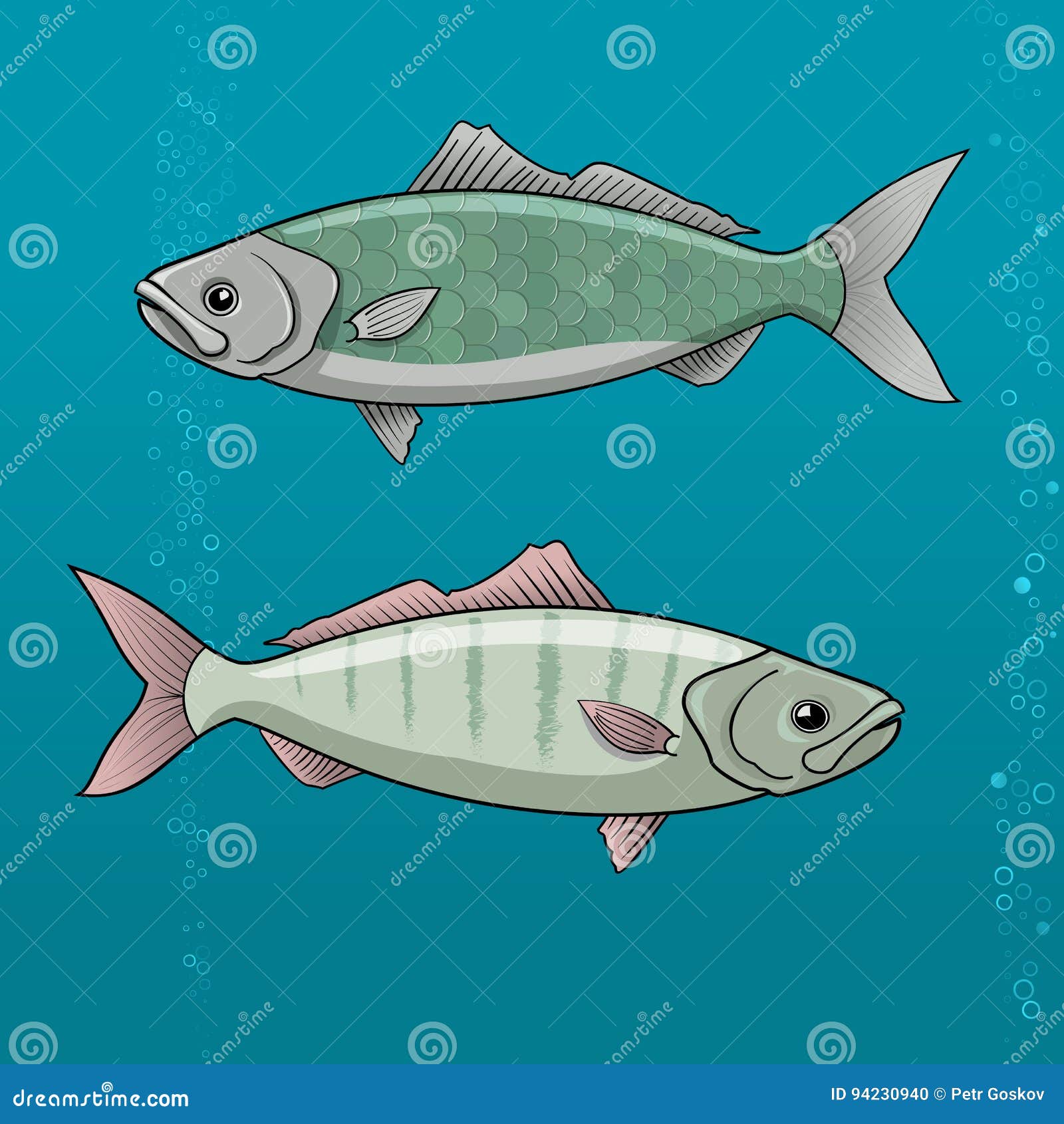 Common Dace. Vector Illustration Stock Vector - Illustration of food ...