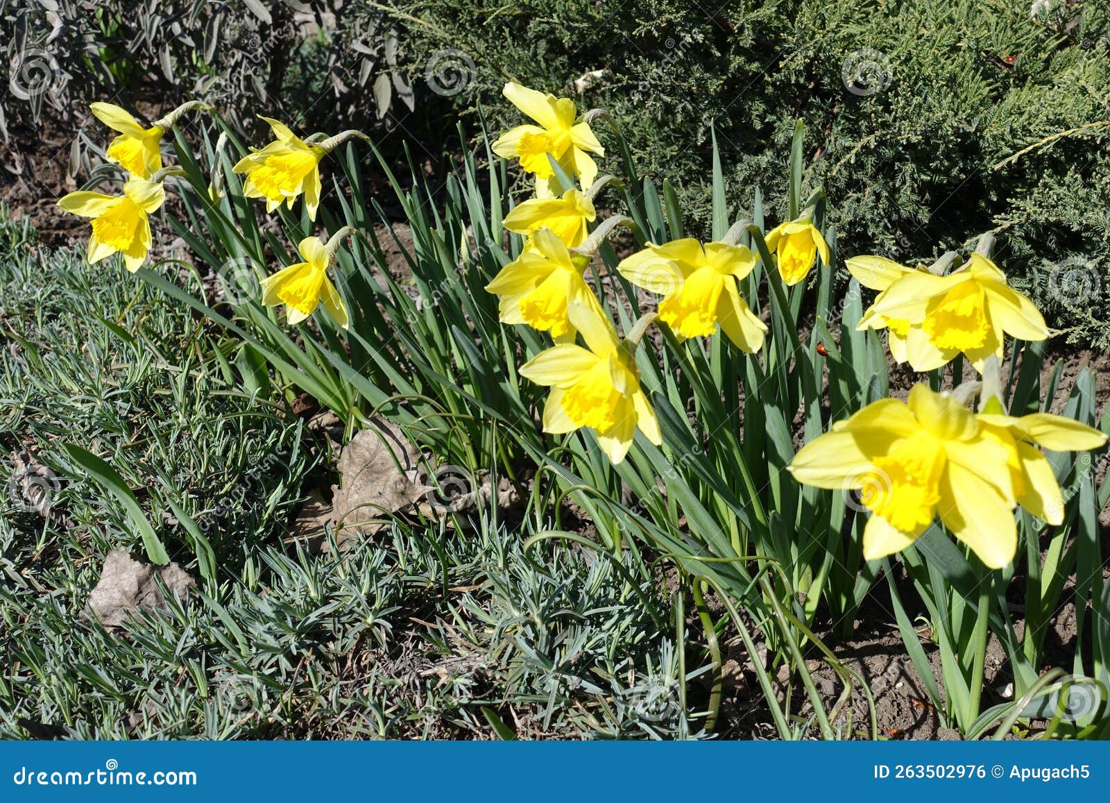 Common Daffodils with Multiple Yellow Flowers Stock Photo - Image of ...