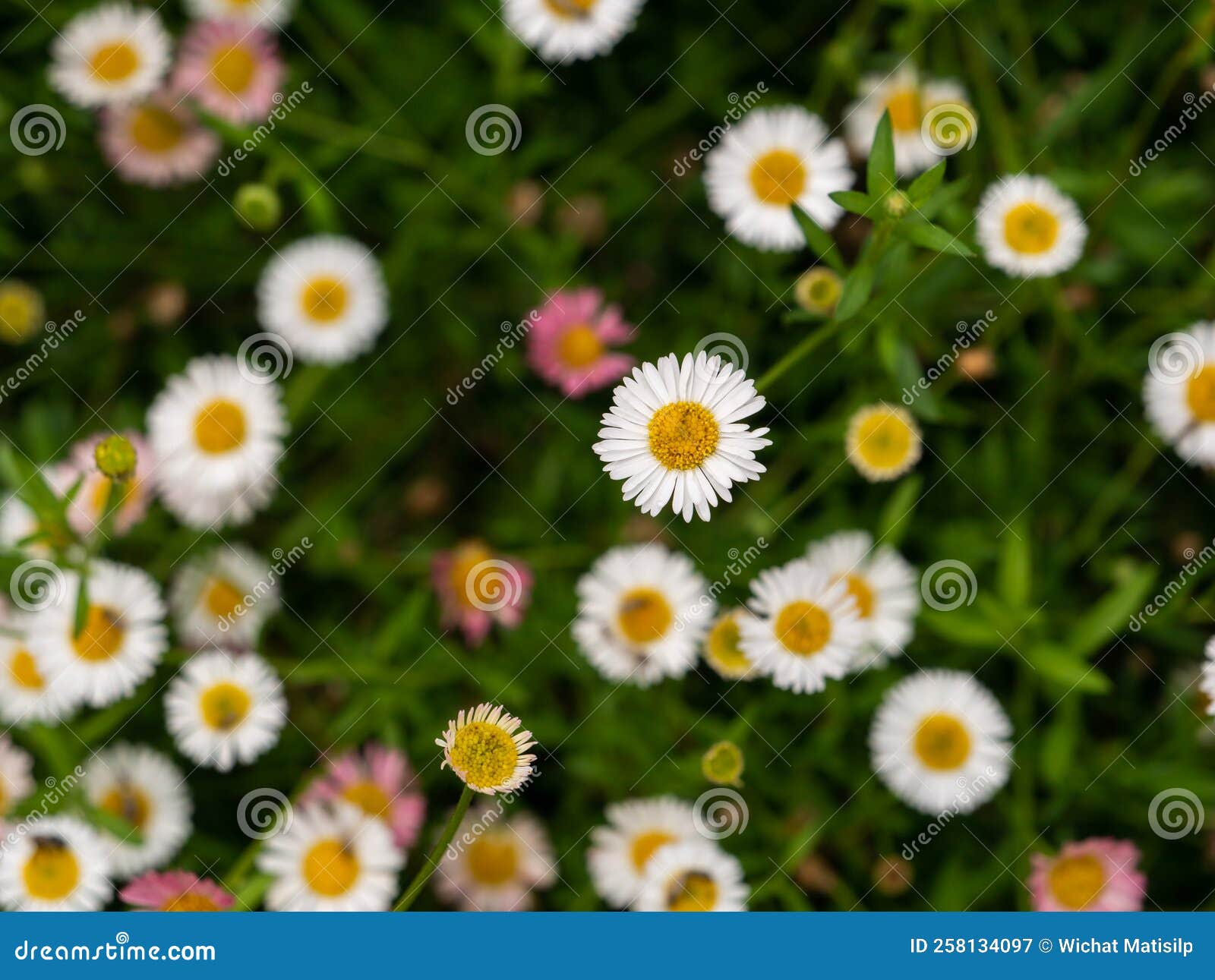 The Common Daisy Blooming stock image. Image of creep - 258134097