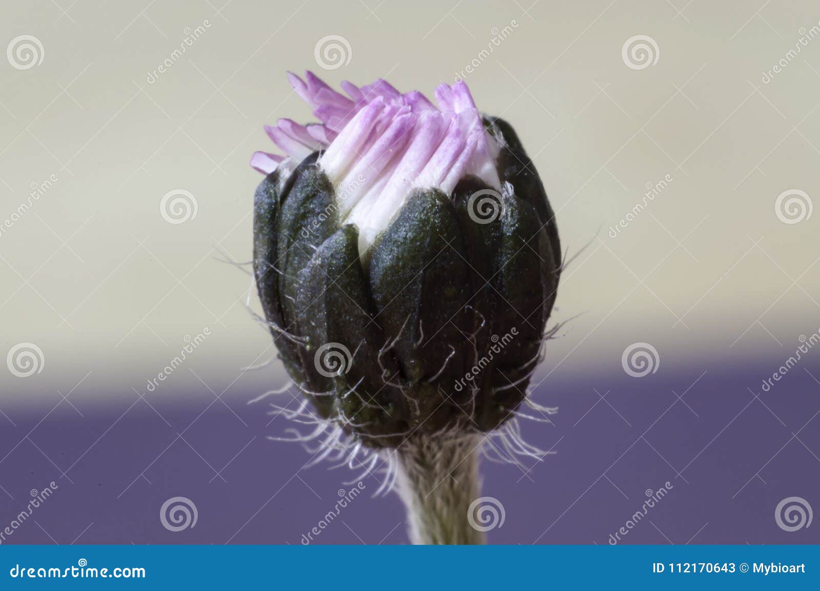 Common Daisy Bud - Bellis Perennis Stock Image - Image of daisies ...