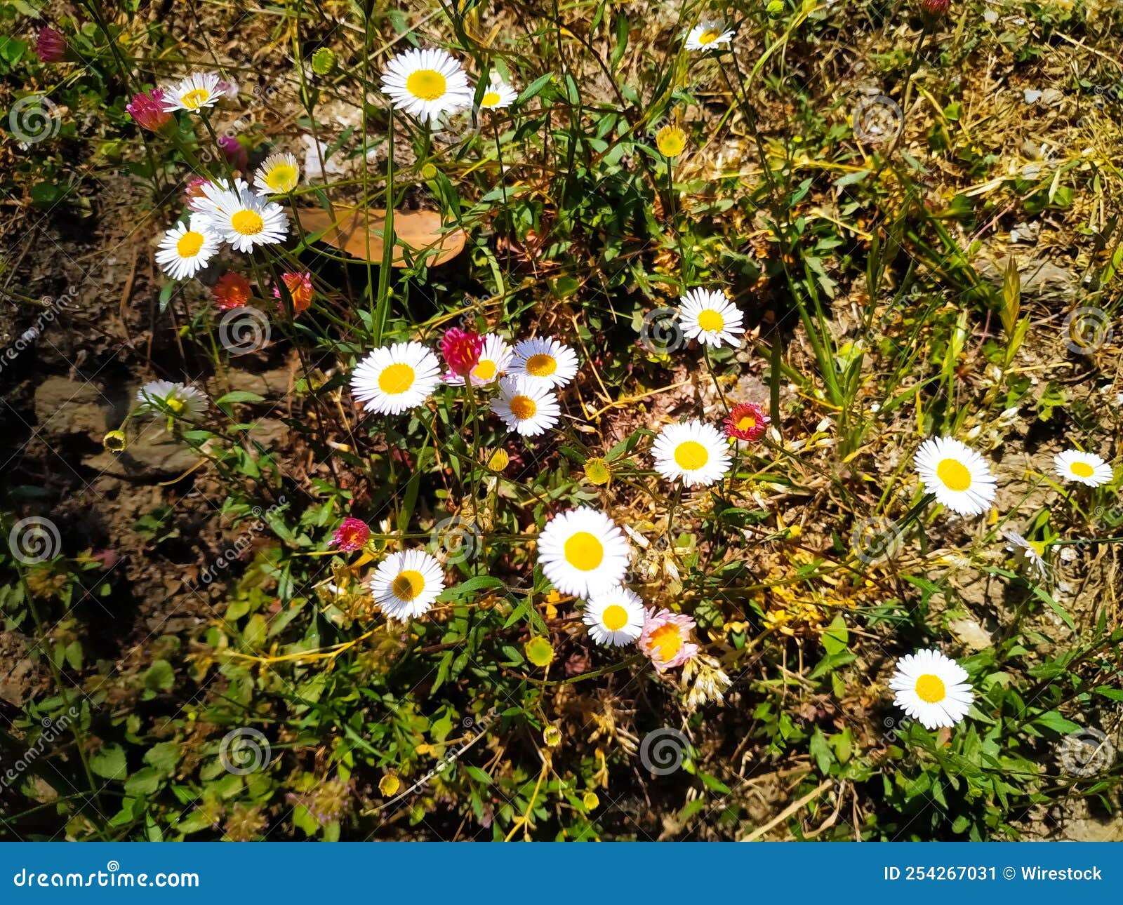 Common Daisy Flowers in the Field Stock Image - Image of perennis ...
