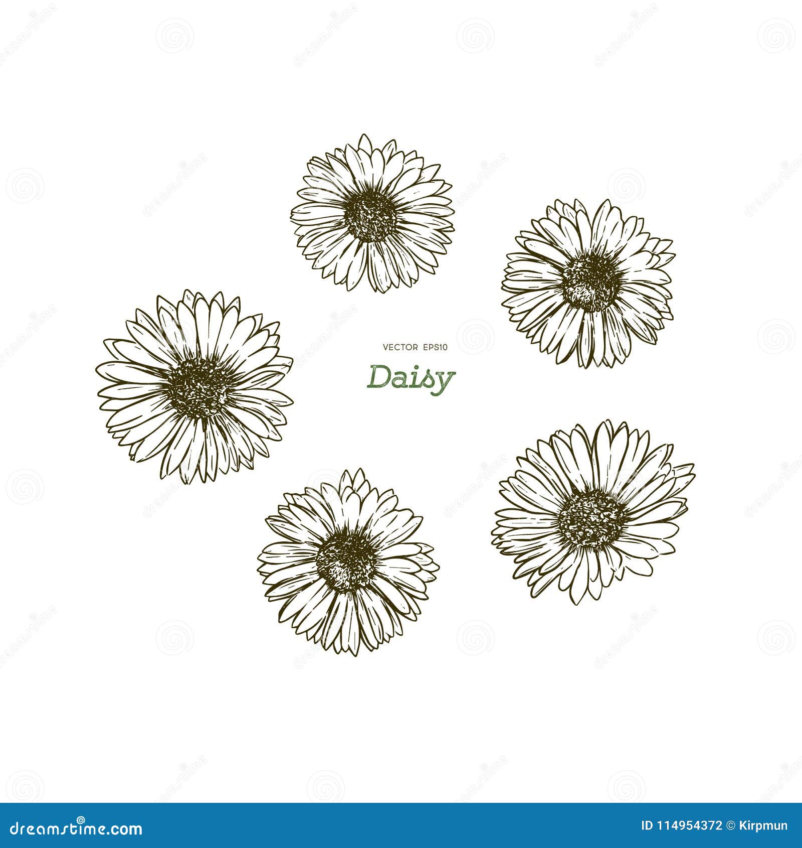 Daisy ,common Daisy . Hand Draw Sketch Vector. | CartoonDealer.com ...