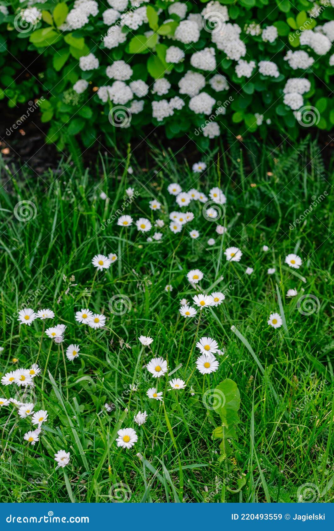 White spring daisies stock image. Image of plant, flowers - 220493559