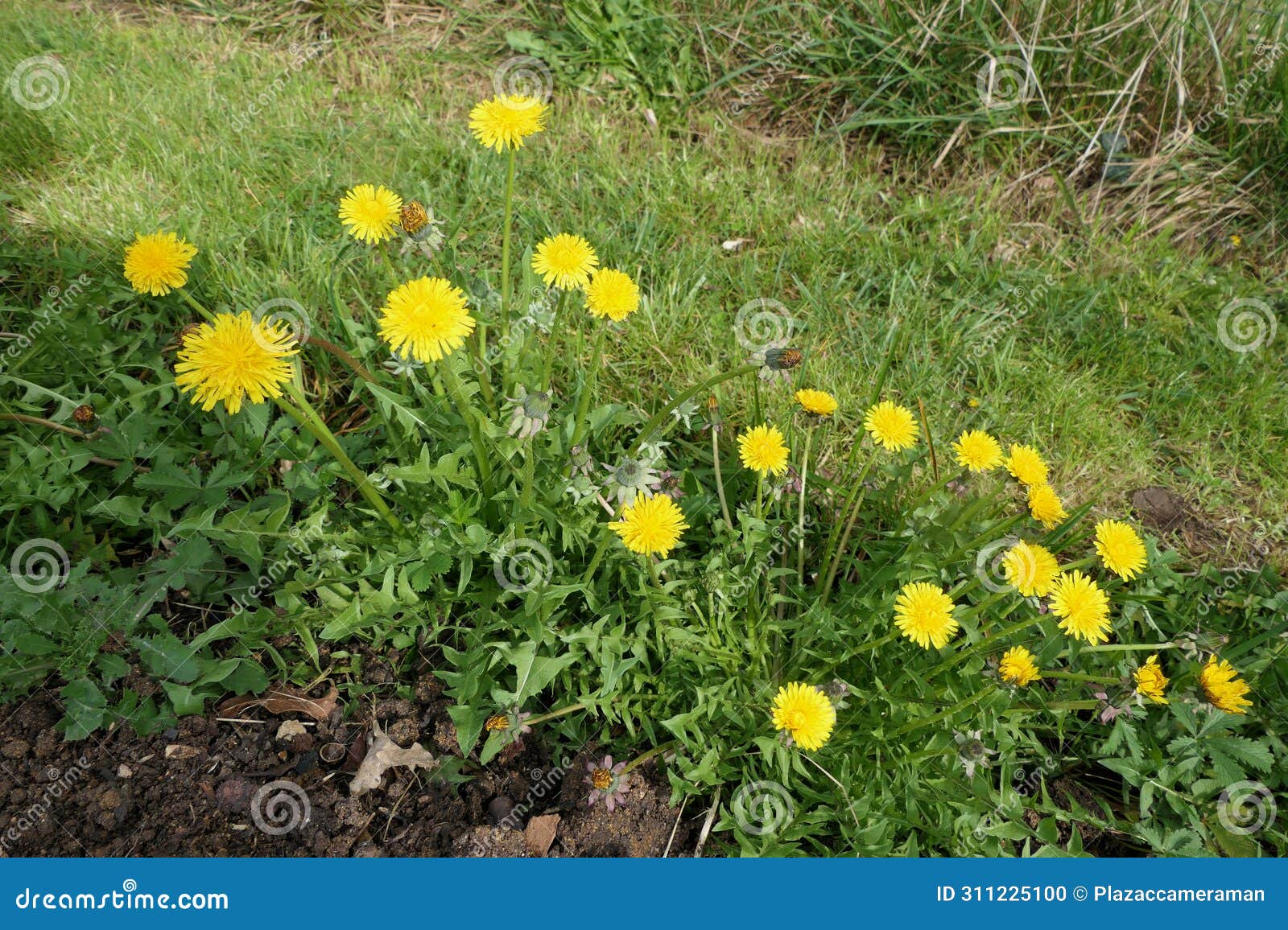 Common Dandelion stock photo. Image of flora, closeup - 311225100
