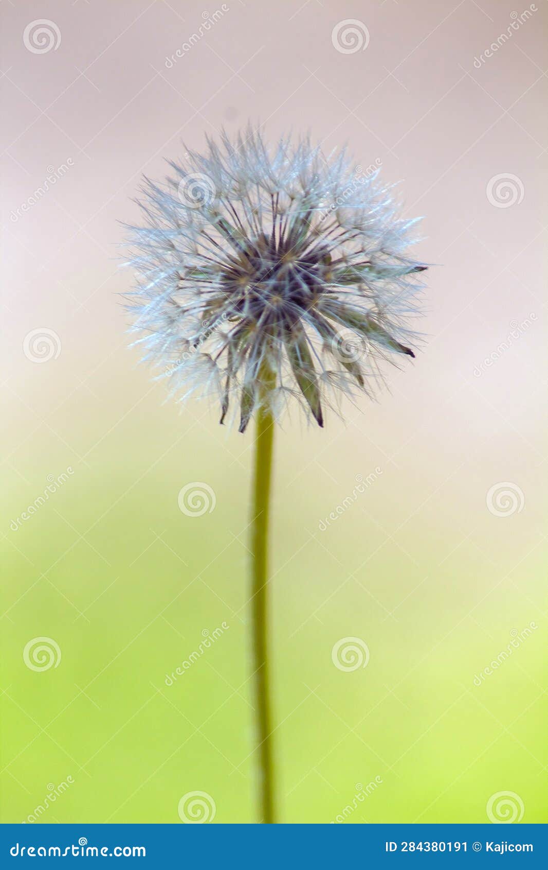Common Dandelion: Plant Macro Photography Stock Image - Image of common ...
