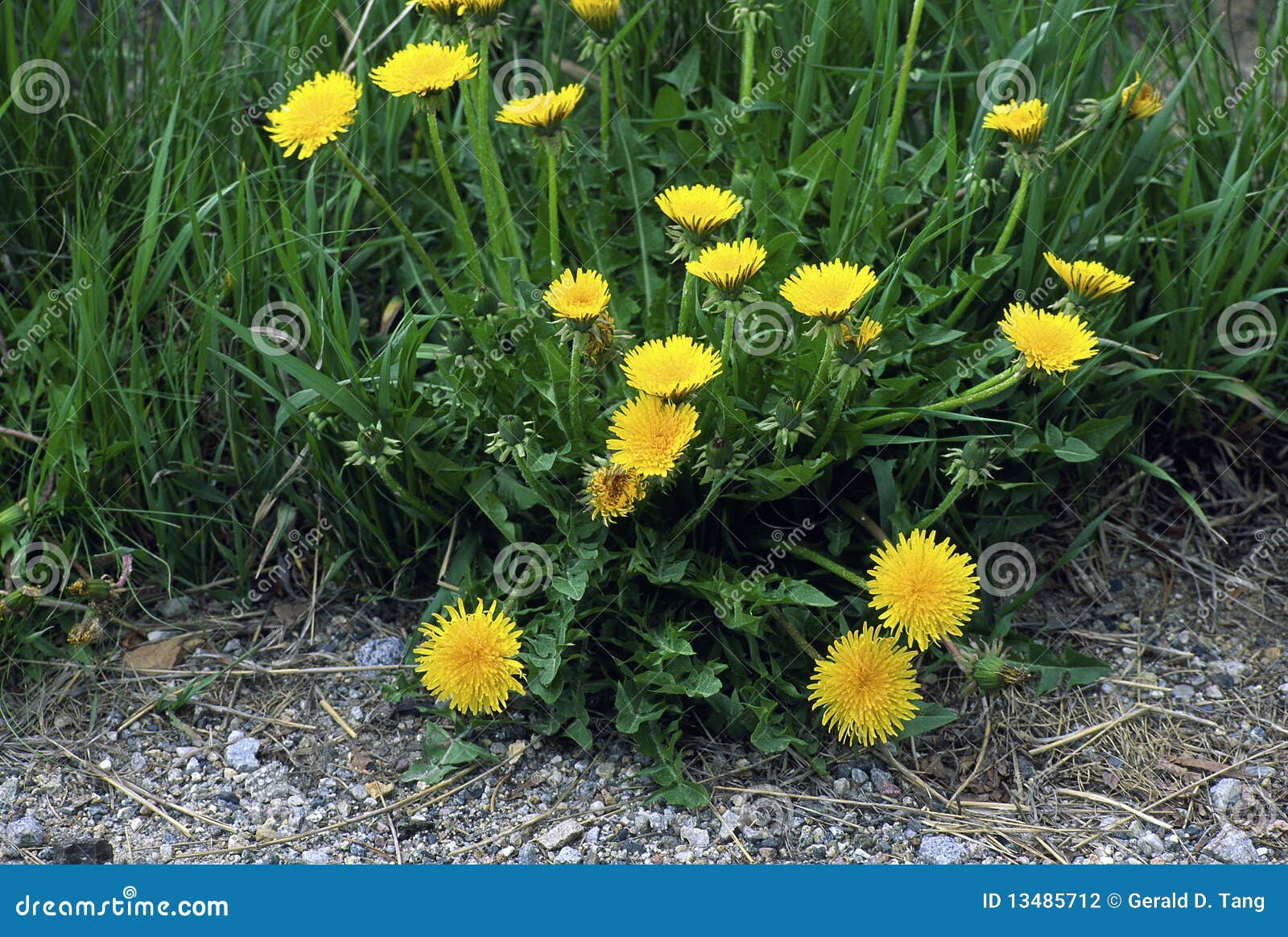 Common Dandelions 56594 stock photo. Image of invasives - 13485712