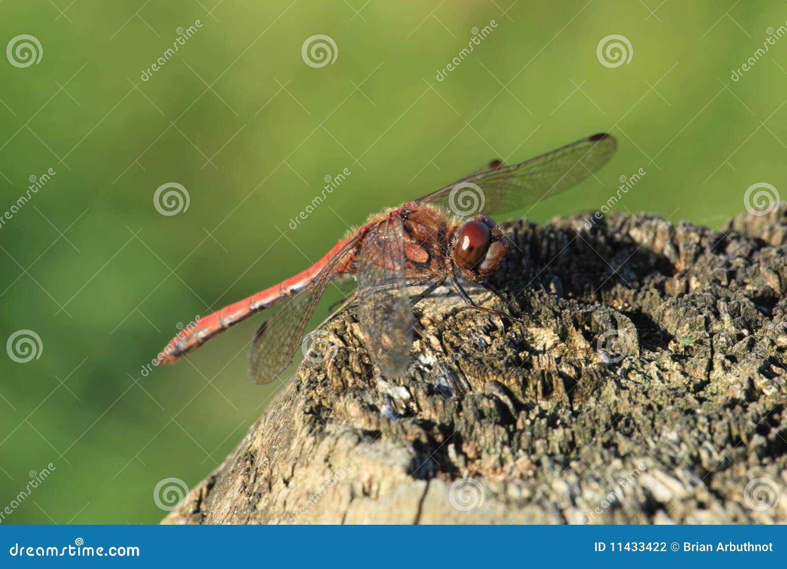 Common darter. stock photo. Image of flies, bright, sympetrum - 11433422