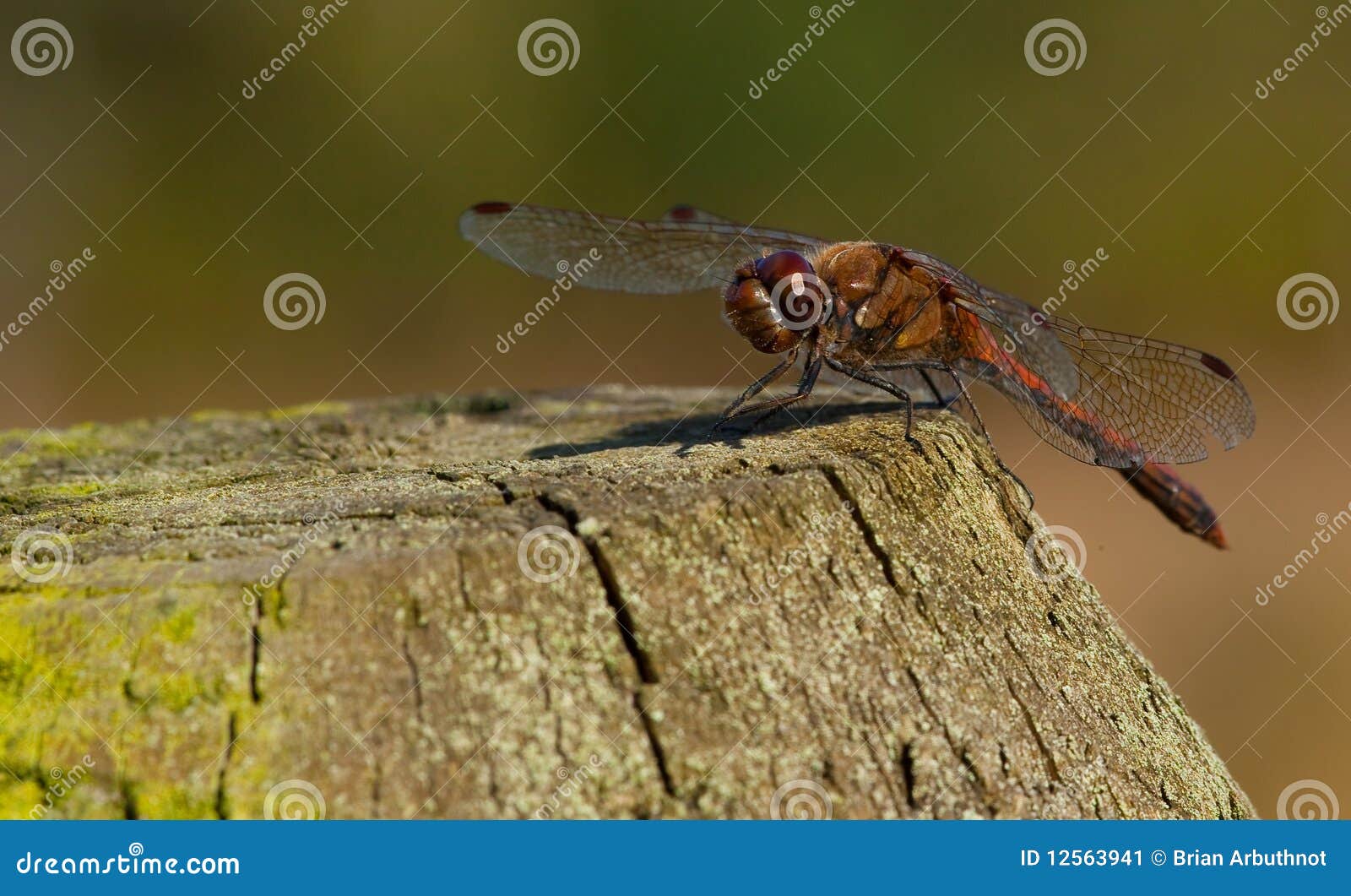 Common darter. stock image. Image of common, wings, insects - 12563941