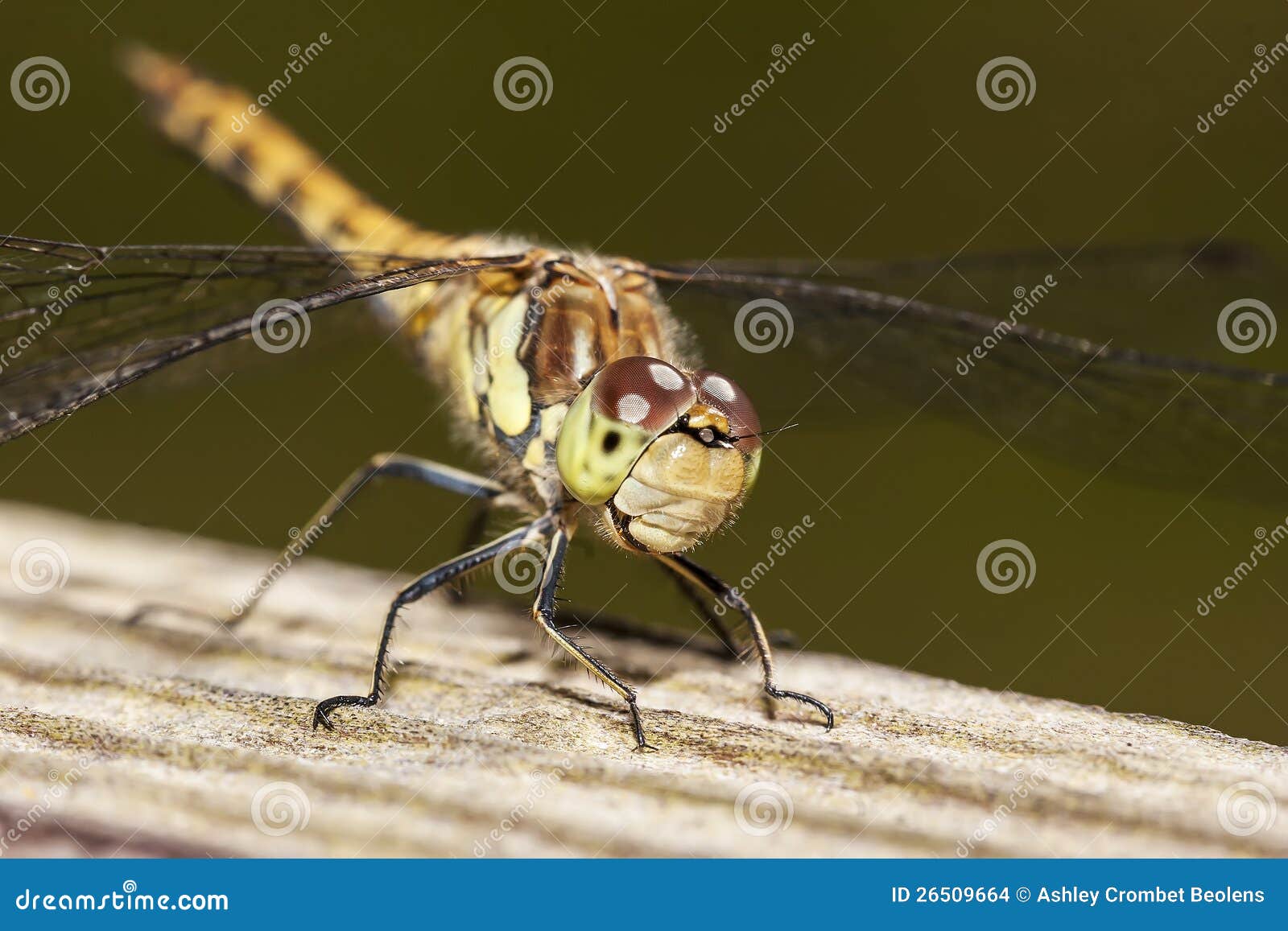 Common Darter stock photo. Image of common, striolatum - 26509664