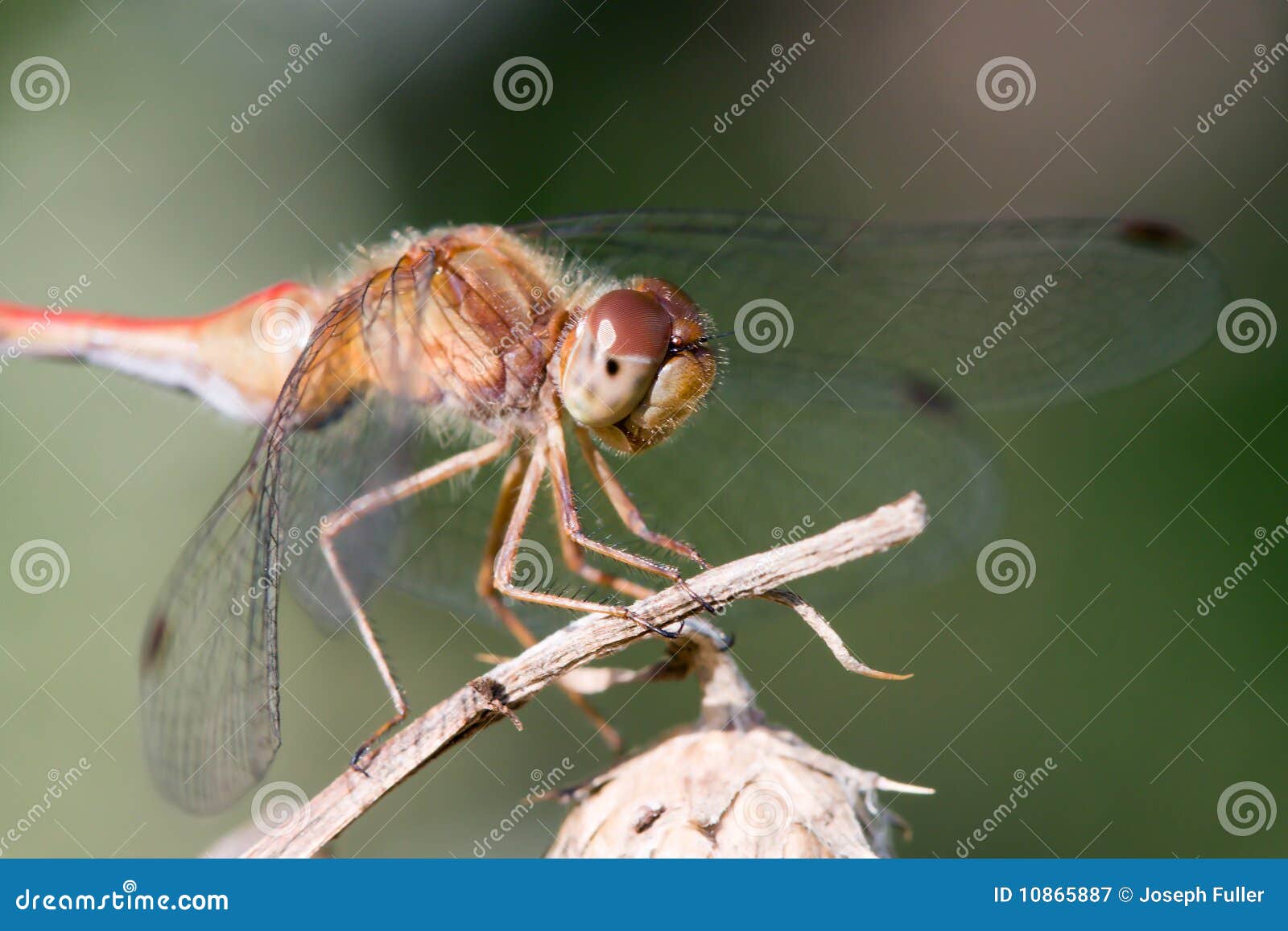 Common Darter Dragonfly stock image. Image of wings, animal - 10865887