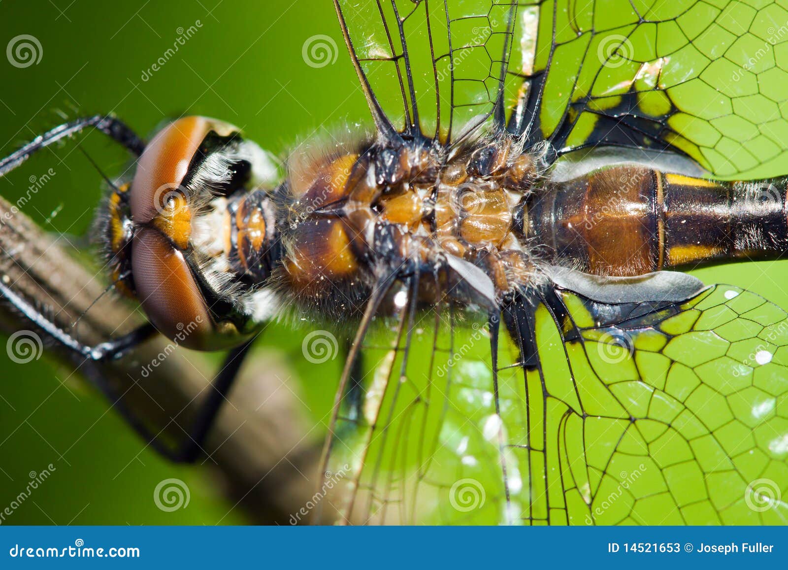 Common Darter Dragonfly stock image. Image of leaf, dragonfly - 14521653