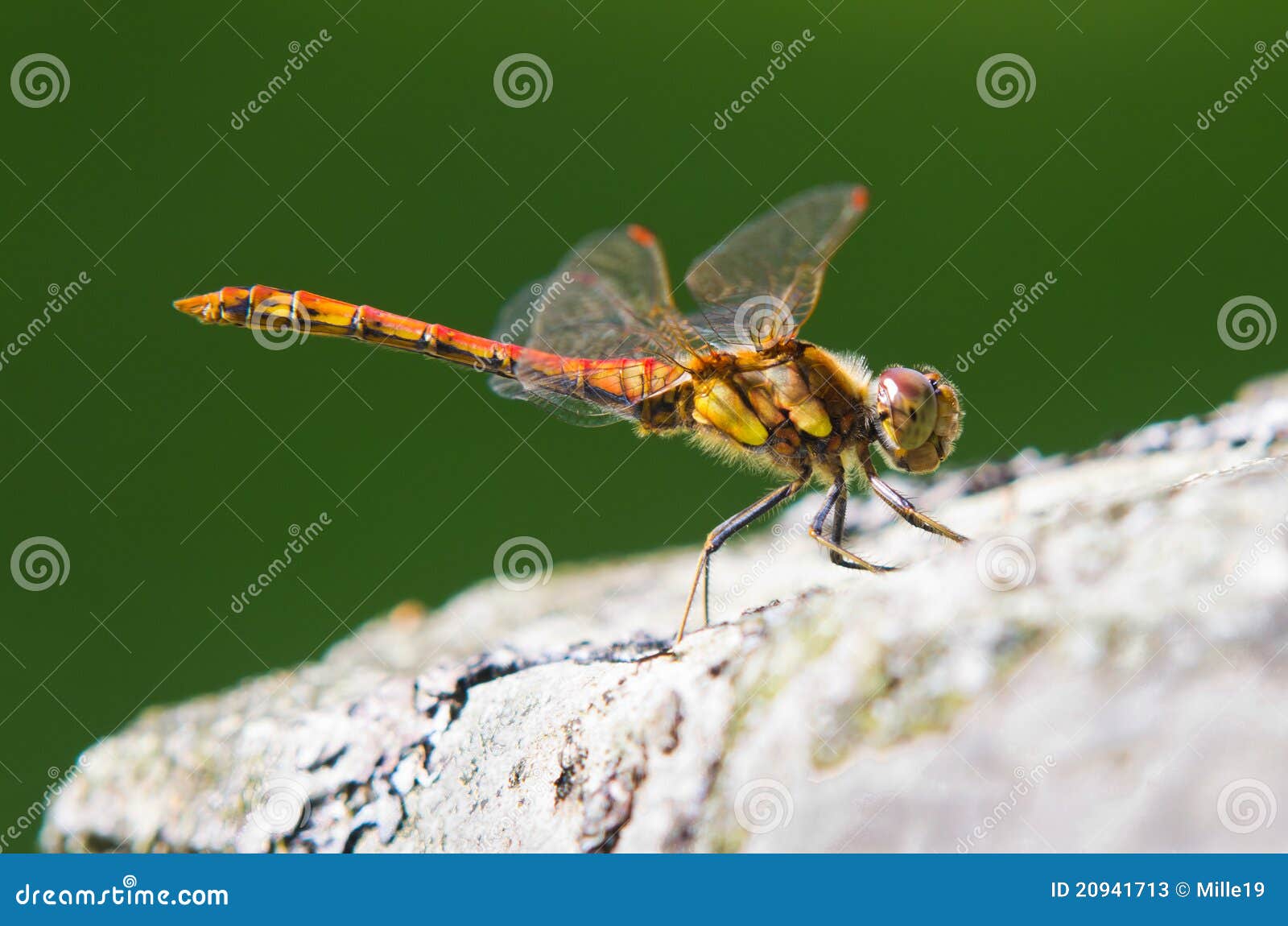 Common Darter Dragonfly stock image. Image of darter - 20941713