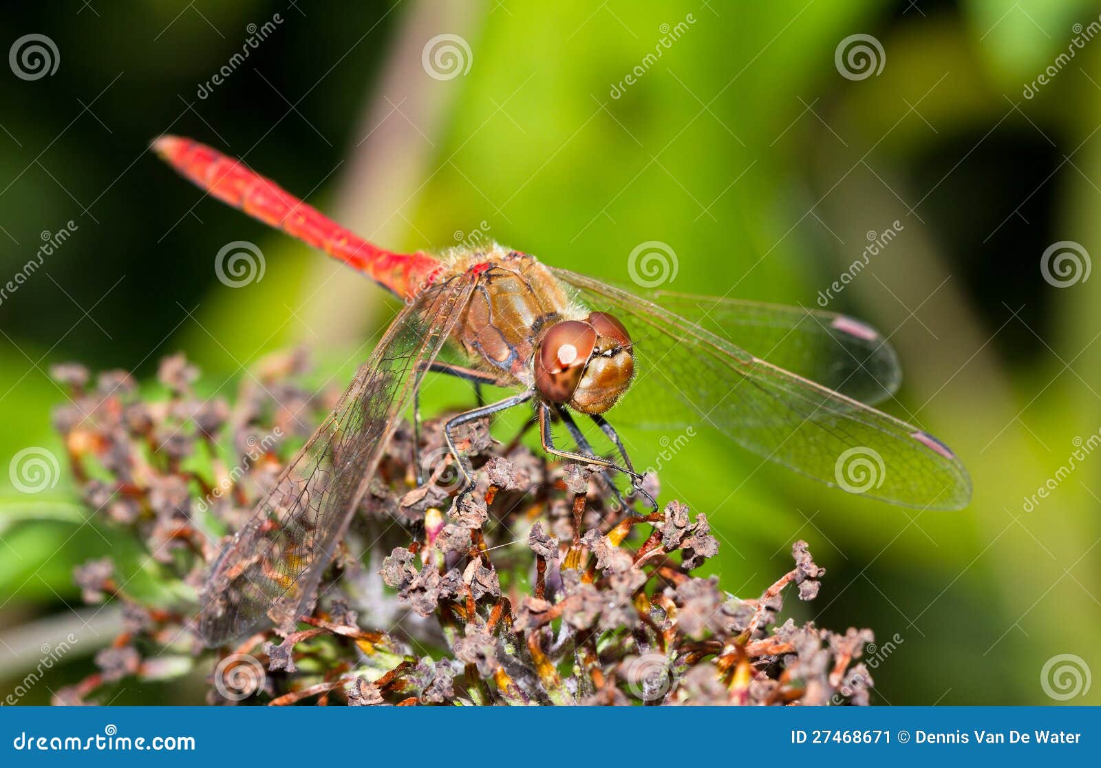 Common Darter dragonfly stock image. Image of outdoor - 27468671