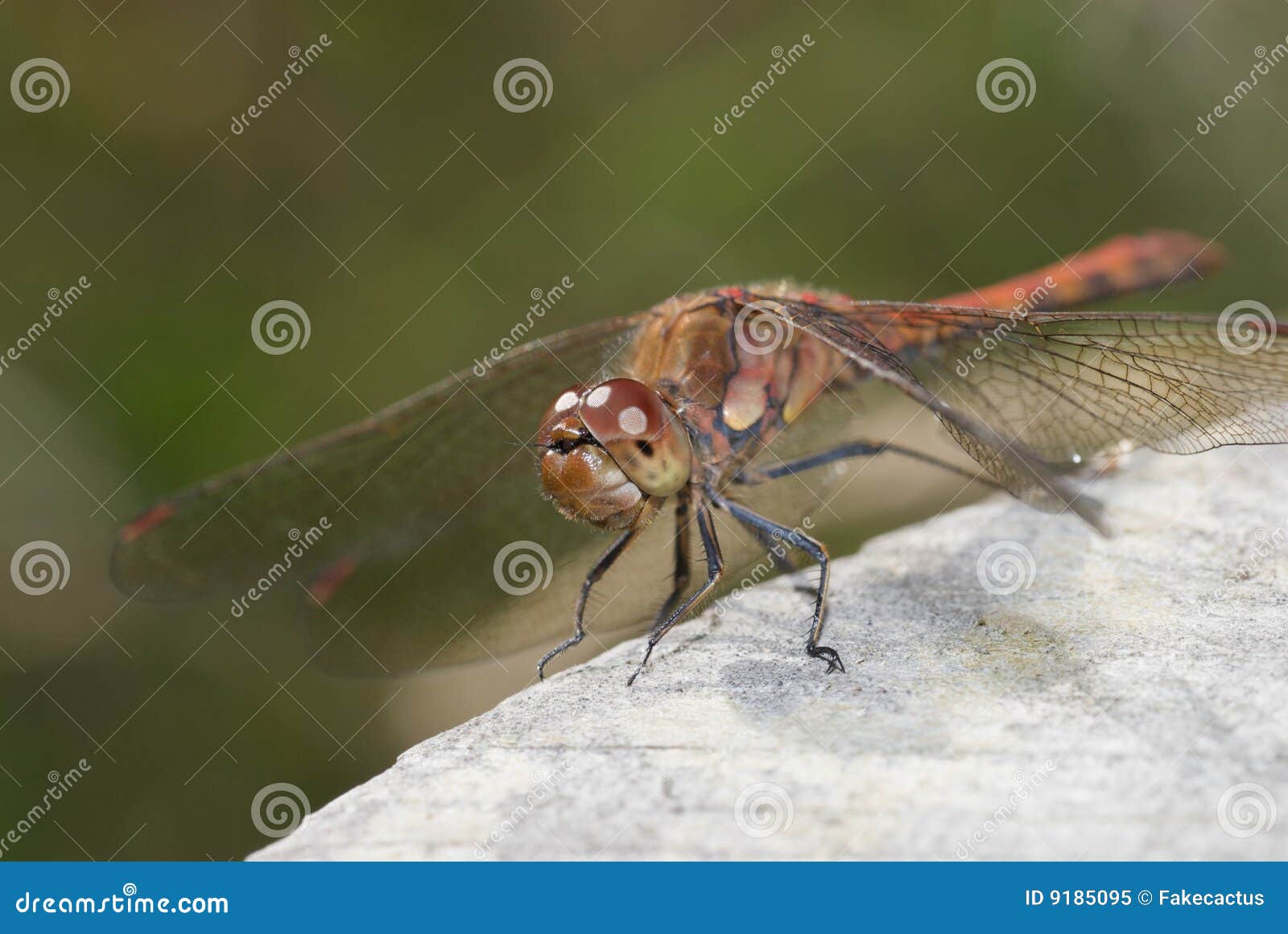 Common Darter Dragonfly stock image. Image of multifaceted - 9185095
