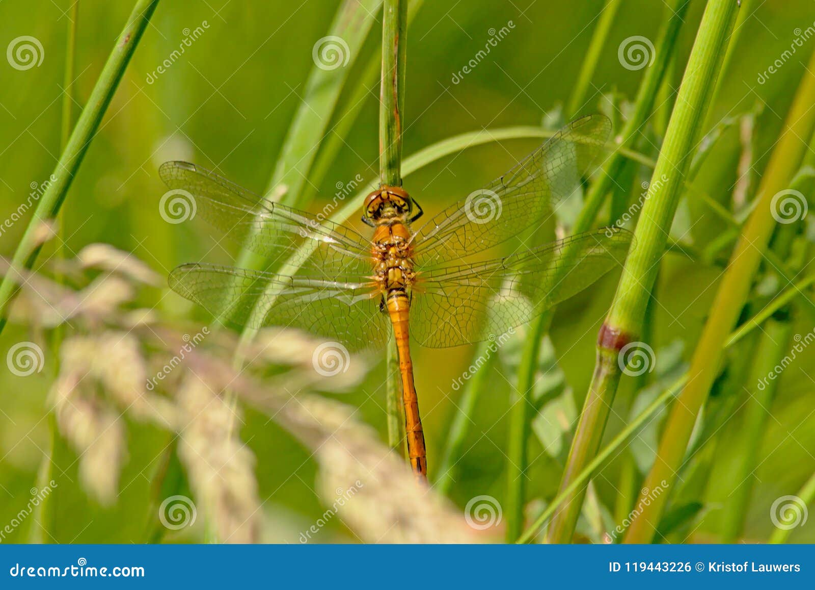 Common Darter Dragonfly Hiding in the Reed - Sympetrum Striolatum Stock ...