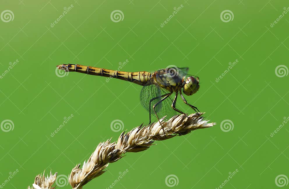 Common Darter Dragonfly Perched on Grass. Stock Photo - Image of fauna ...