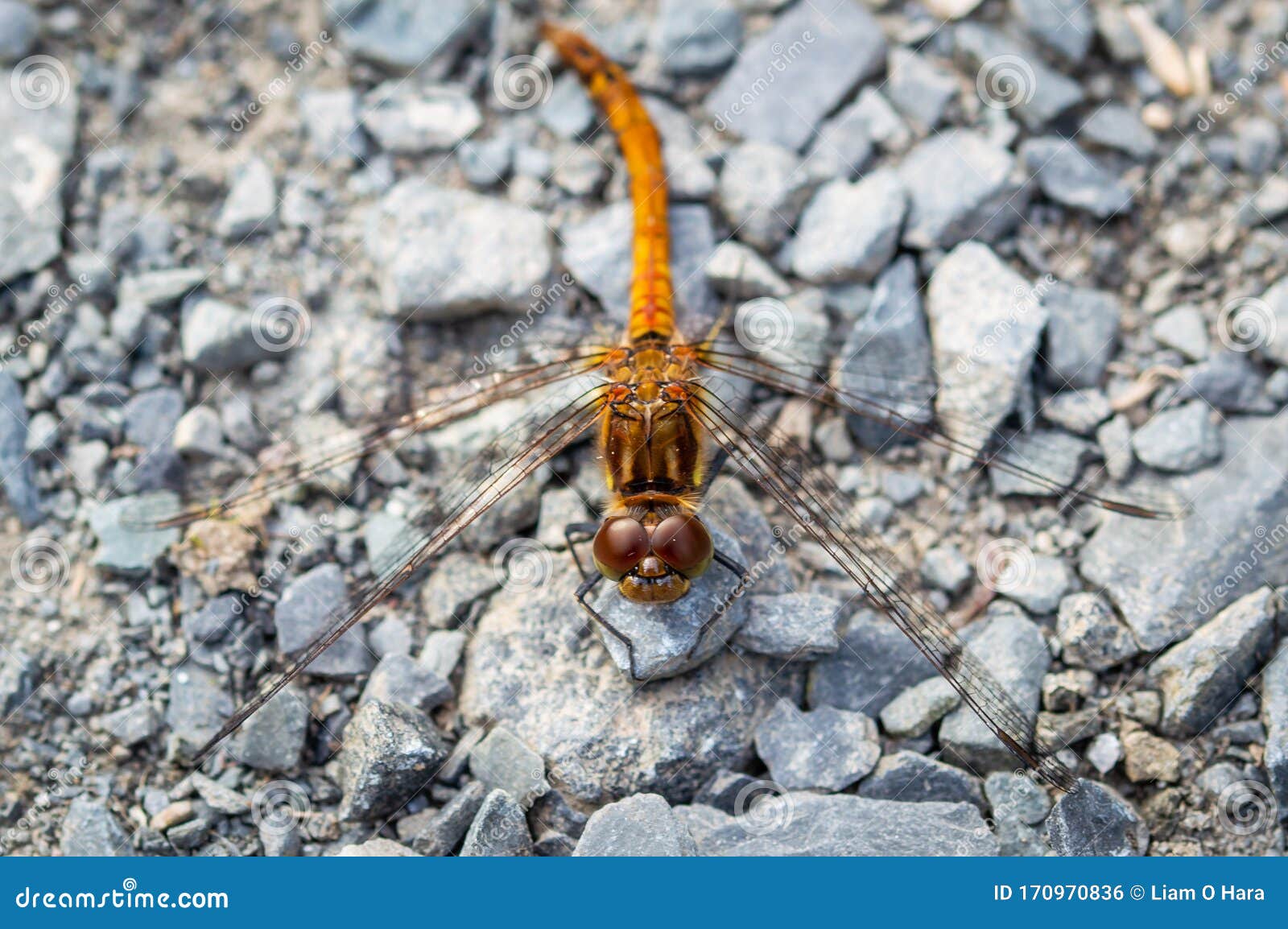 Common Darter Dragonfly on Stony Ground Stock Photo - Image of nature ...