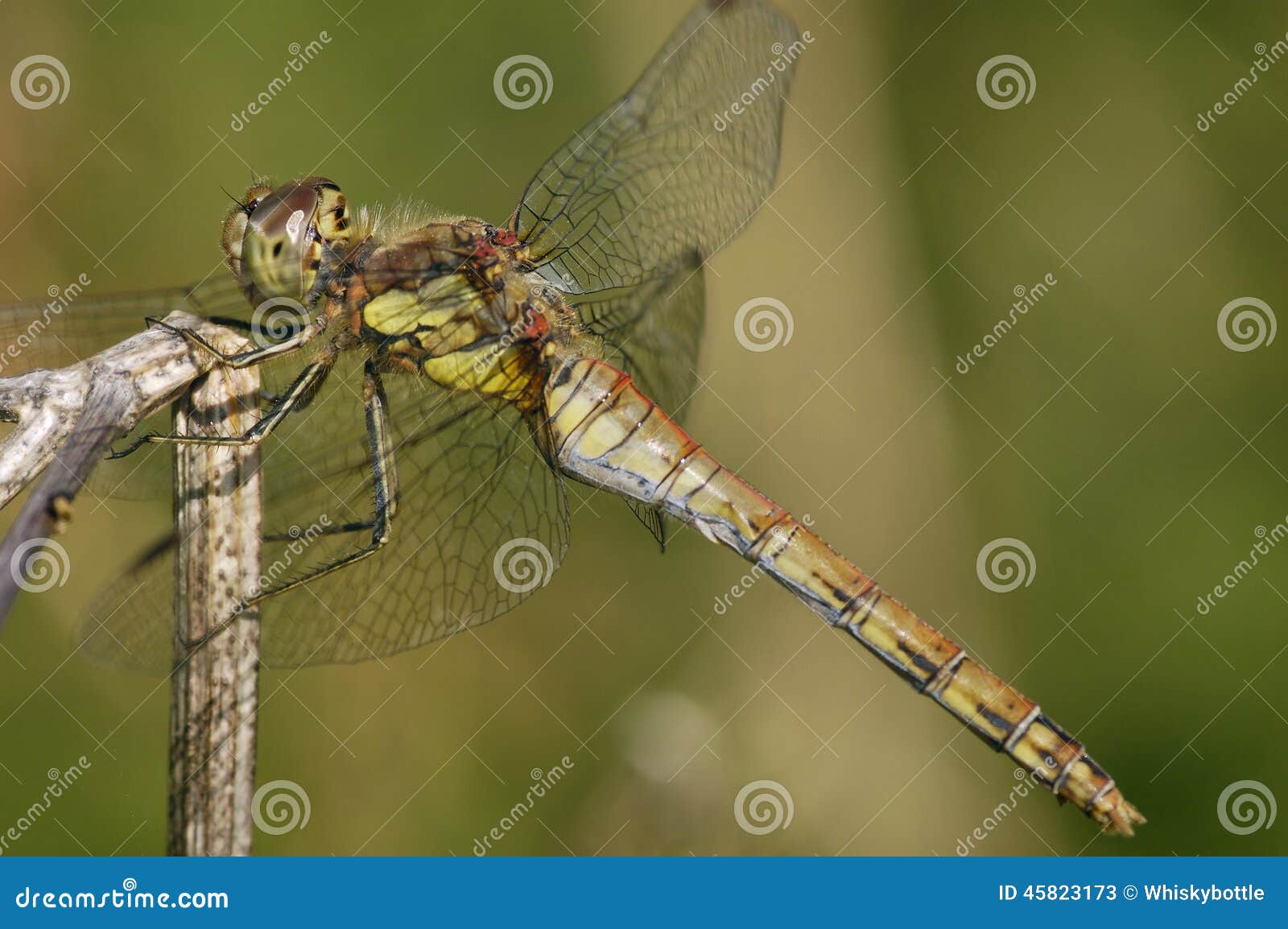 Common Darter, Young Males Stock Photography | CartoonDealer.com #60805496