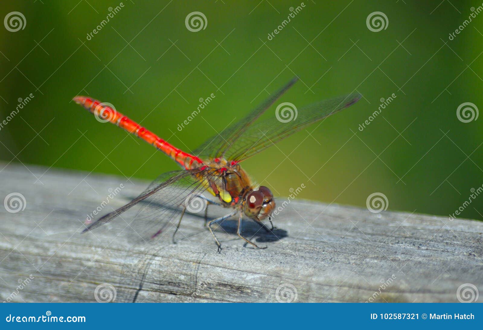Common Darter Red Dragonfly Stock Image - Image of hunter, common ...