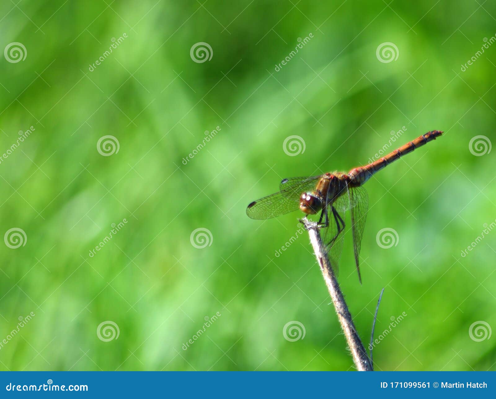 Common Darter Red Dragonfly Symetrum Strriolatum on Grass. Stock Image ...