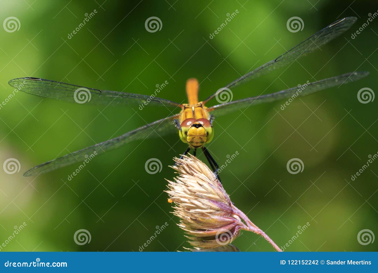 Common Darter Sympetrum Striolatum Front View Stock Photo - Image of ...