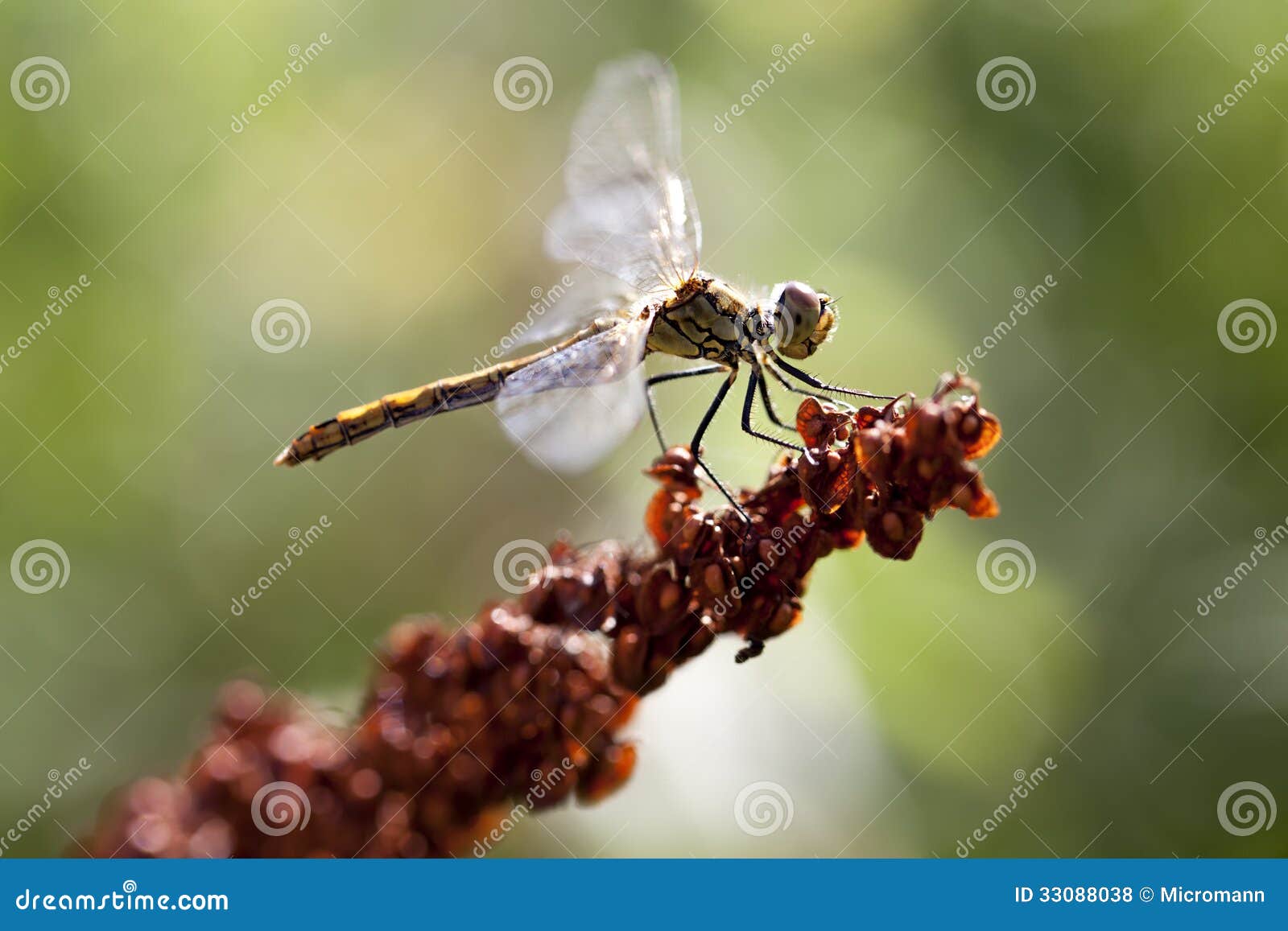 Common Darter - Sympetrum Vulgatum Stock Photo - Image of macro, common ...