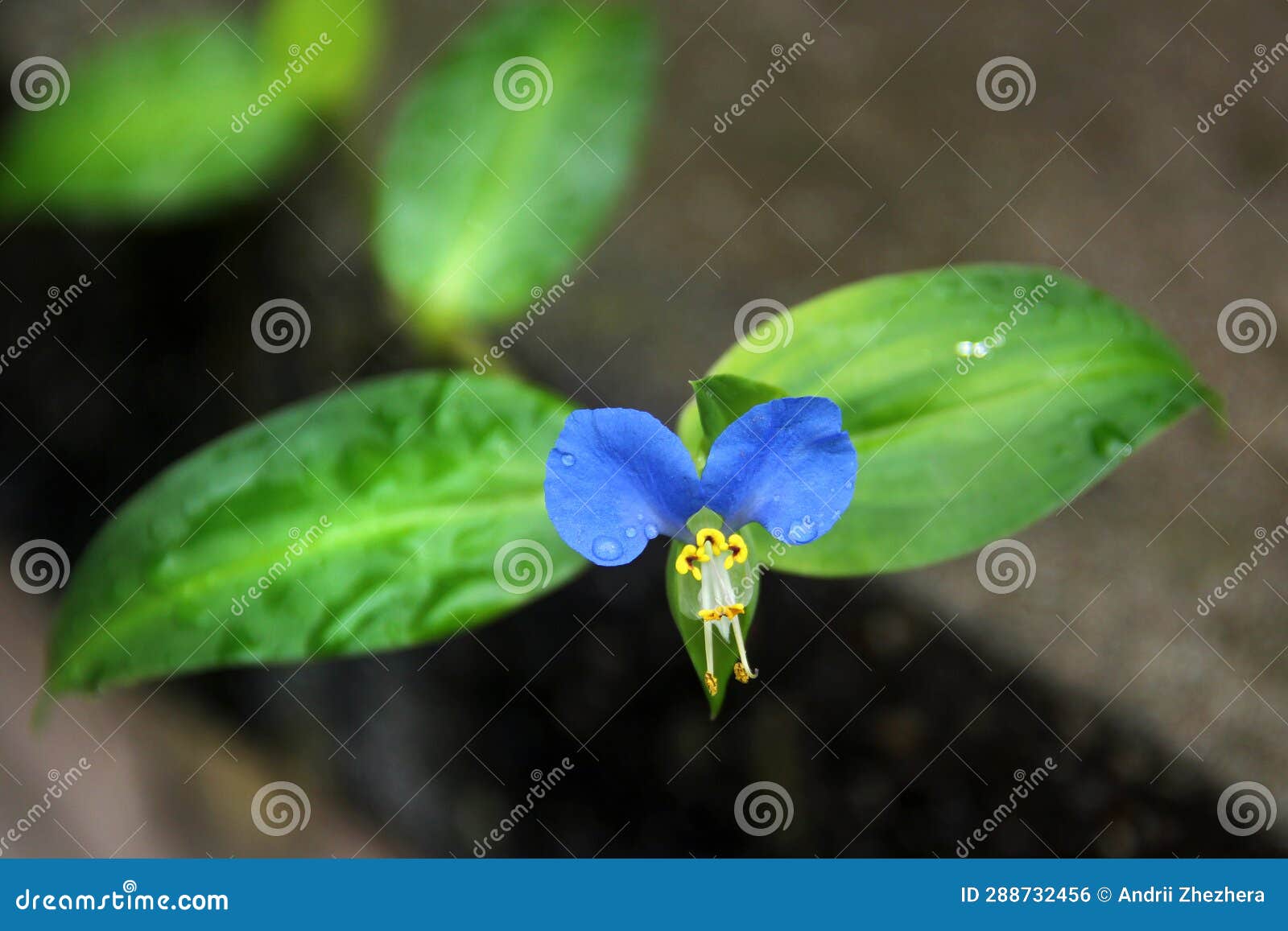 Common Dayflower, or Commelina Communis Flower in a Garden Stock Photo ...