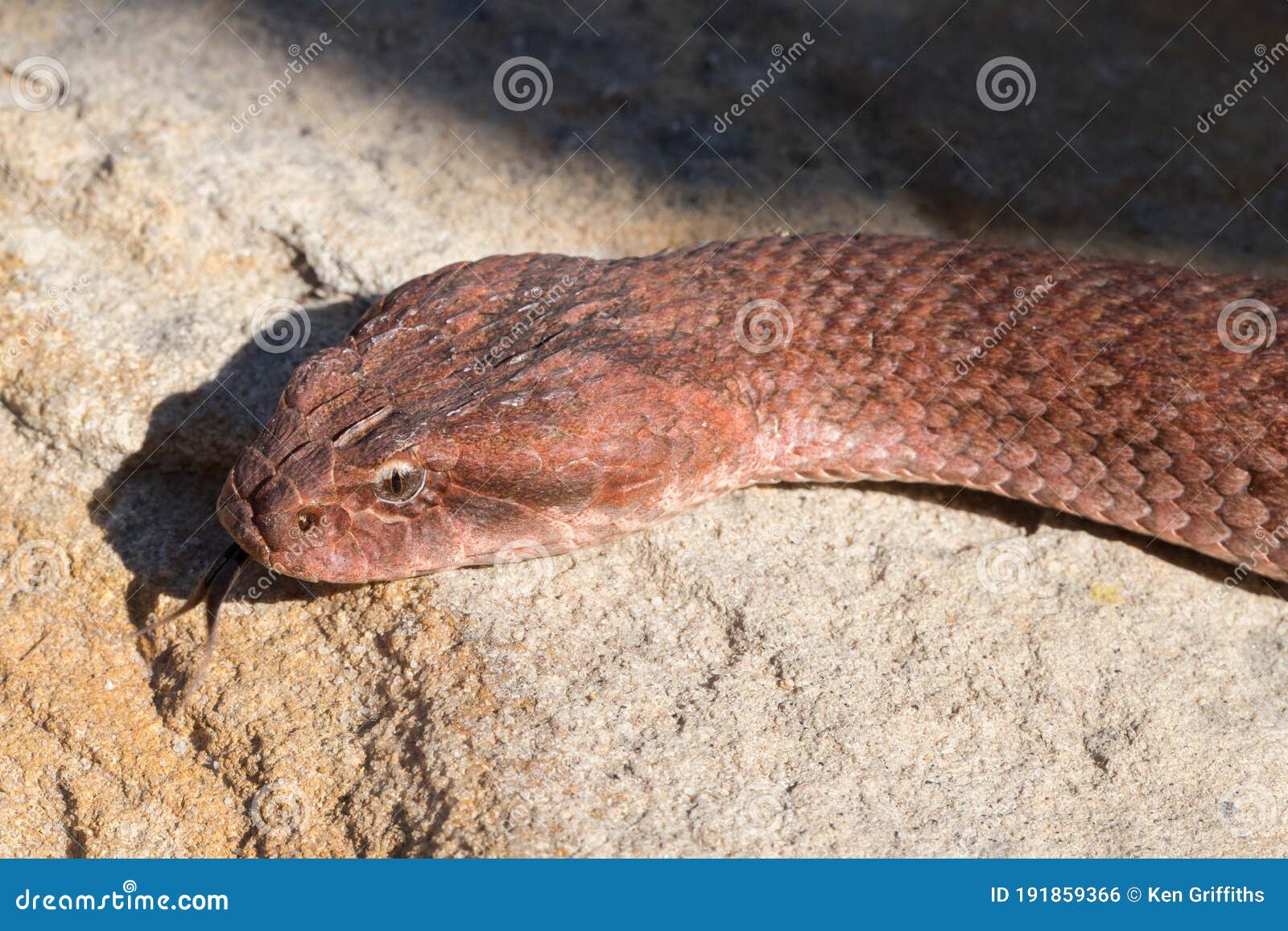 Common Death Adder stock photo. Image of venomous, snake - 191859366