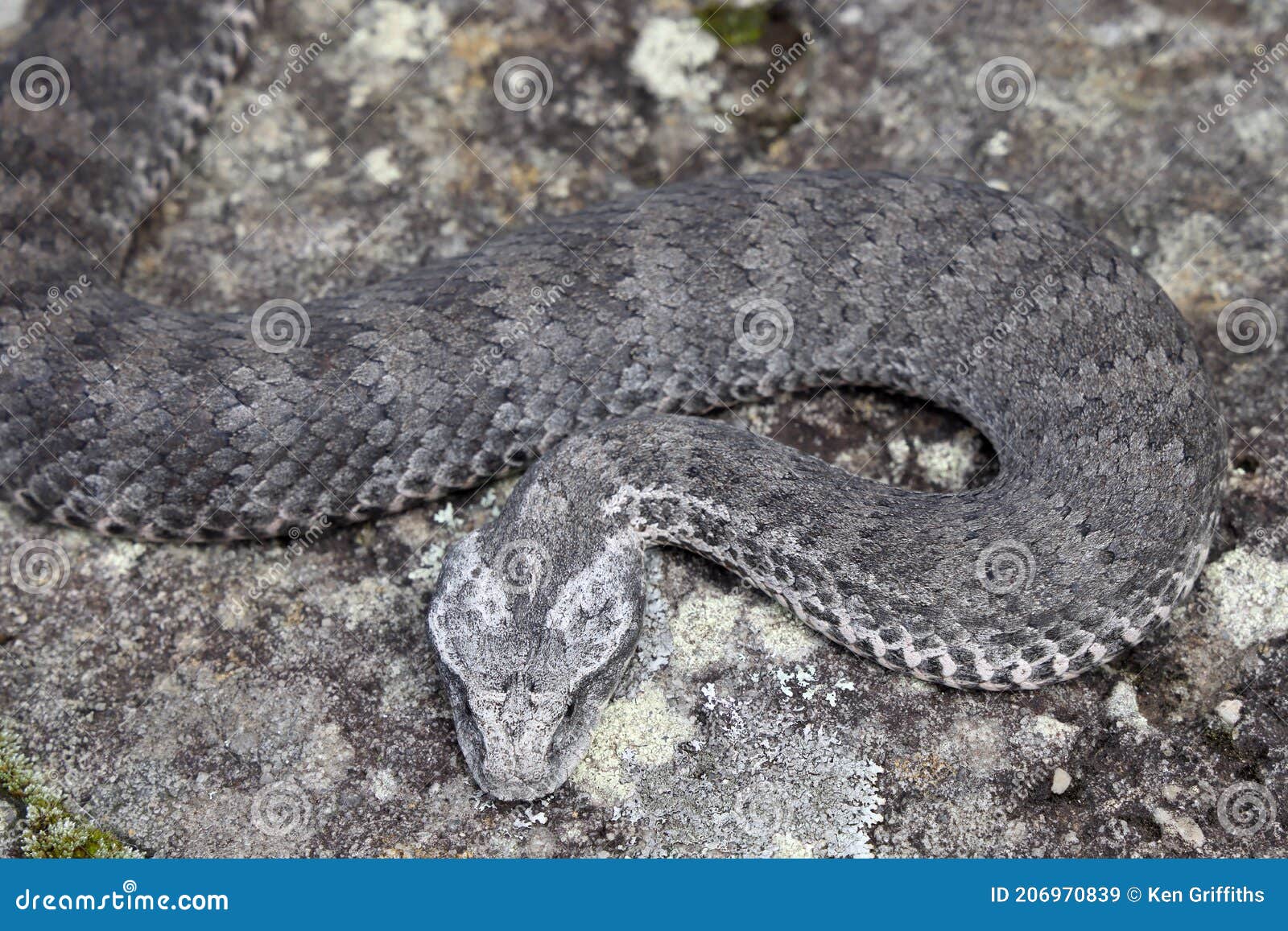 Common Death Adder stock image. Image of common, adder - 206970839