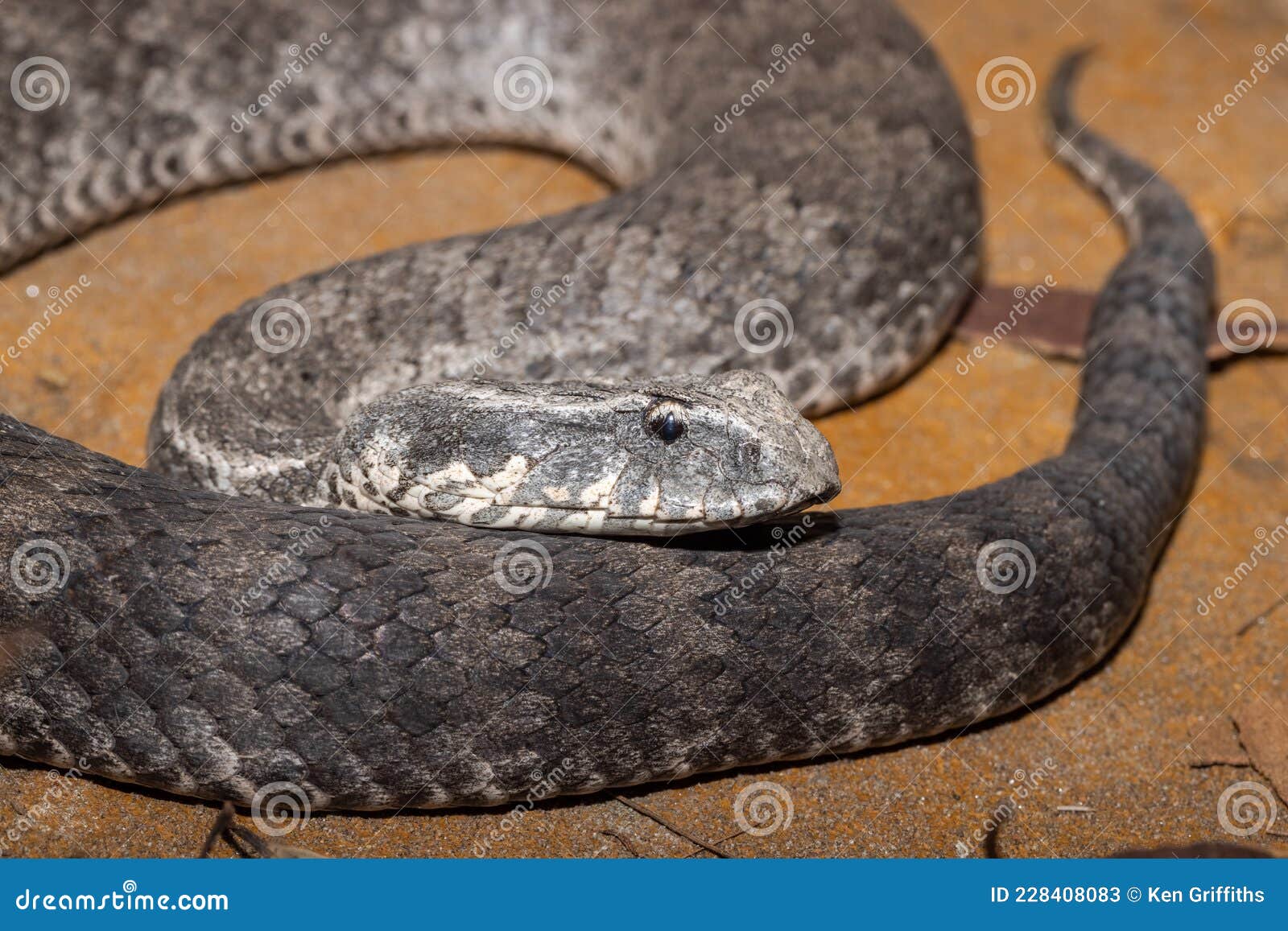 Common Death Adder Snake Royalty-Free Stock Image | CartoonDealer.com ...