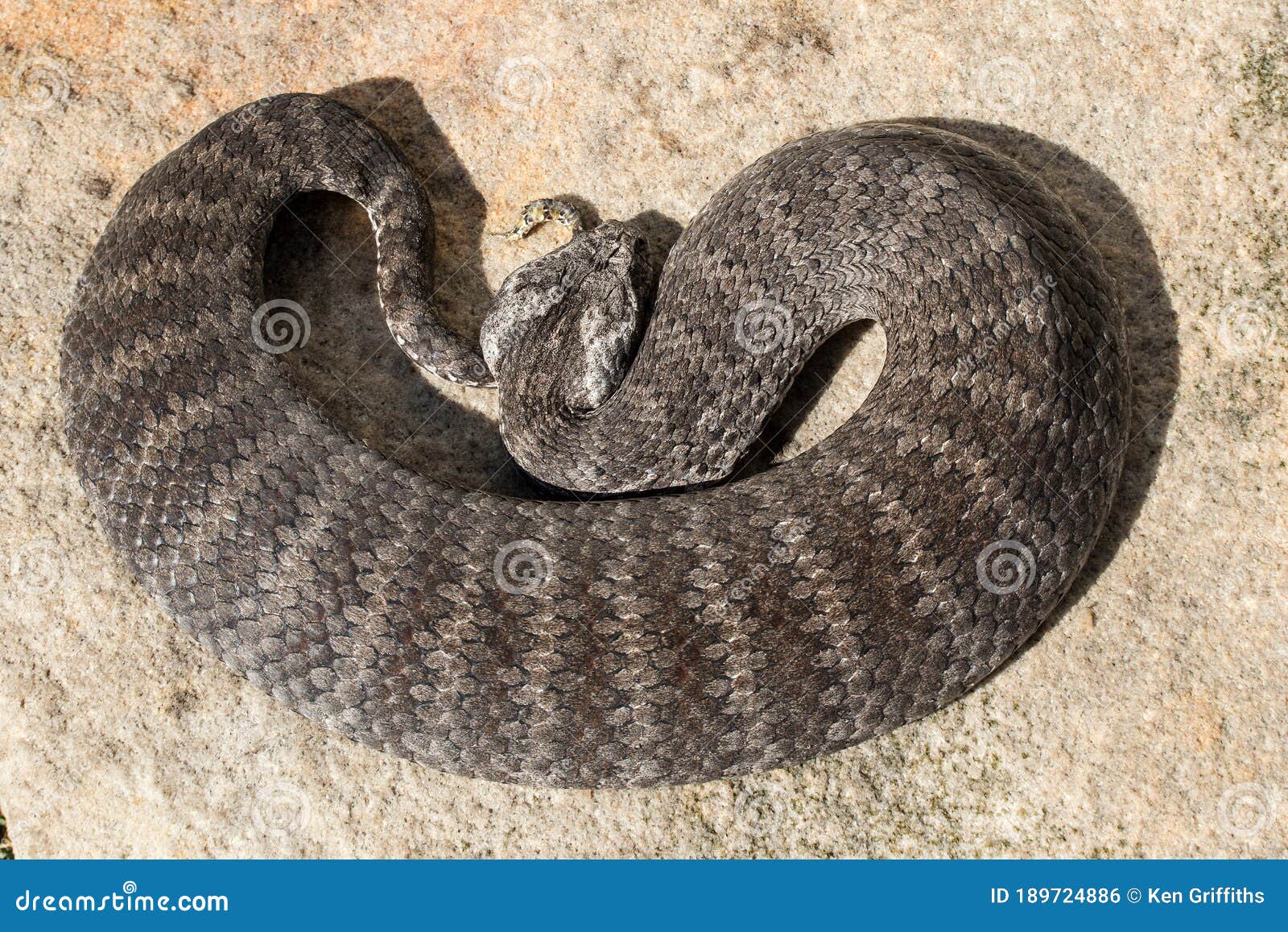 Common Death Adder stock photo. Image of adder, reptile - 189724886