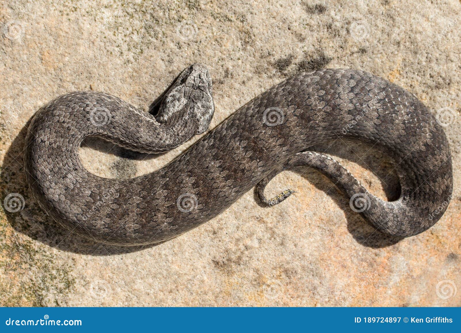 Common Death Adder stock image. Image of nature, deadly - 189724897