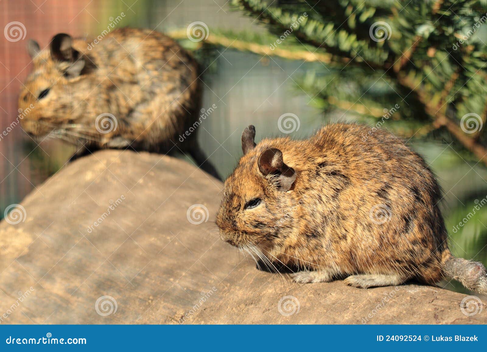 Common degu stock photo. Image of brush, eating, chile - 24092524