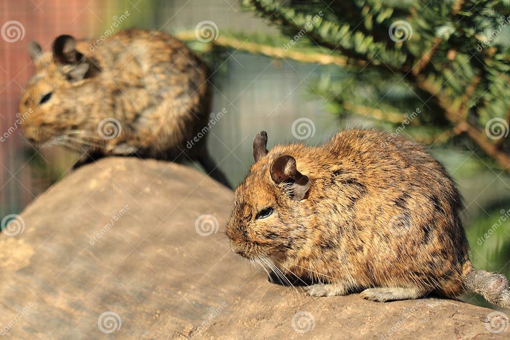 Common degu stock photo. Image of brush, eating, chile - 24092524