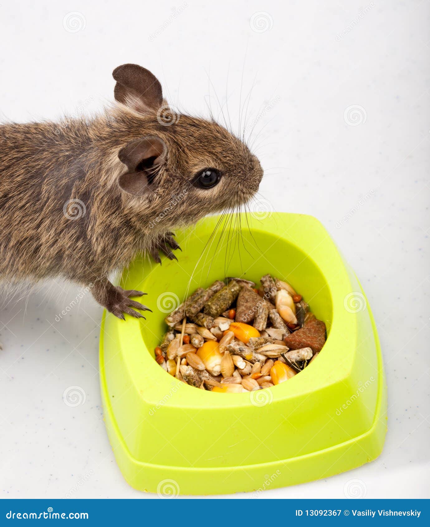 Common Degu, Brush-Tailed Rat, Octodon Degus Stock Image - Image of ...